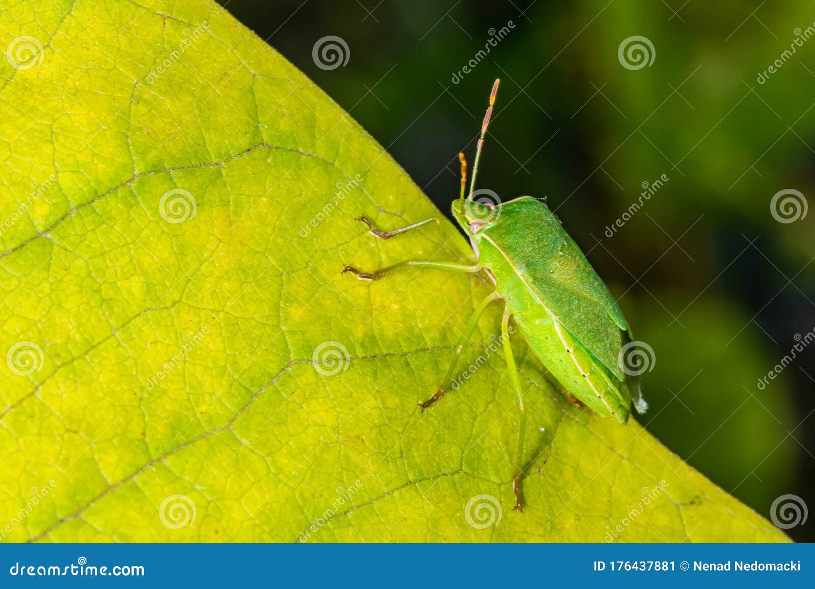 Green Stink Bug Camouflaged on a Leaf Stock Image - Image of ...