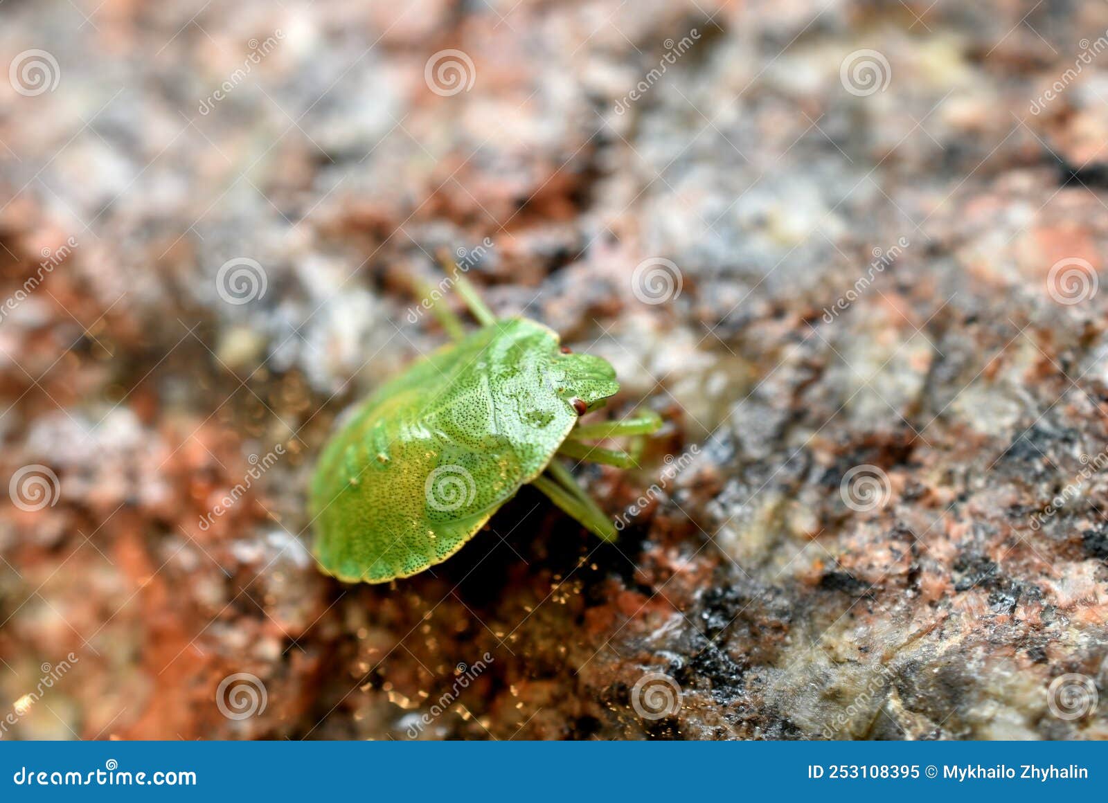 Green Stink Bug Close-up on a Stone Stock Image - Image of crawl ...