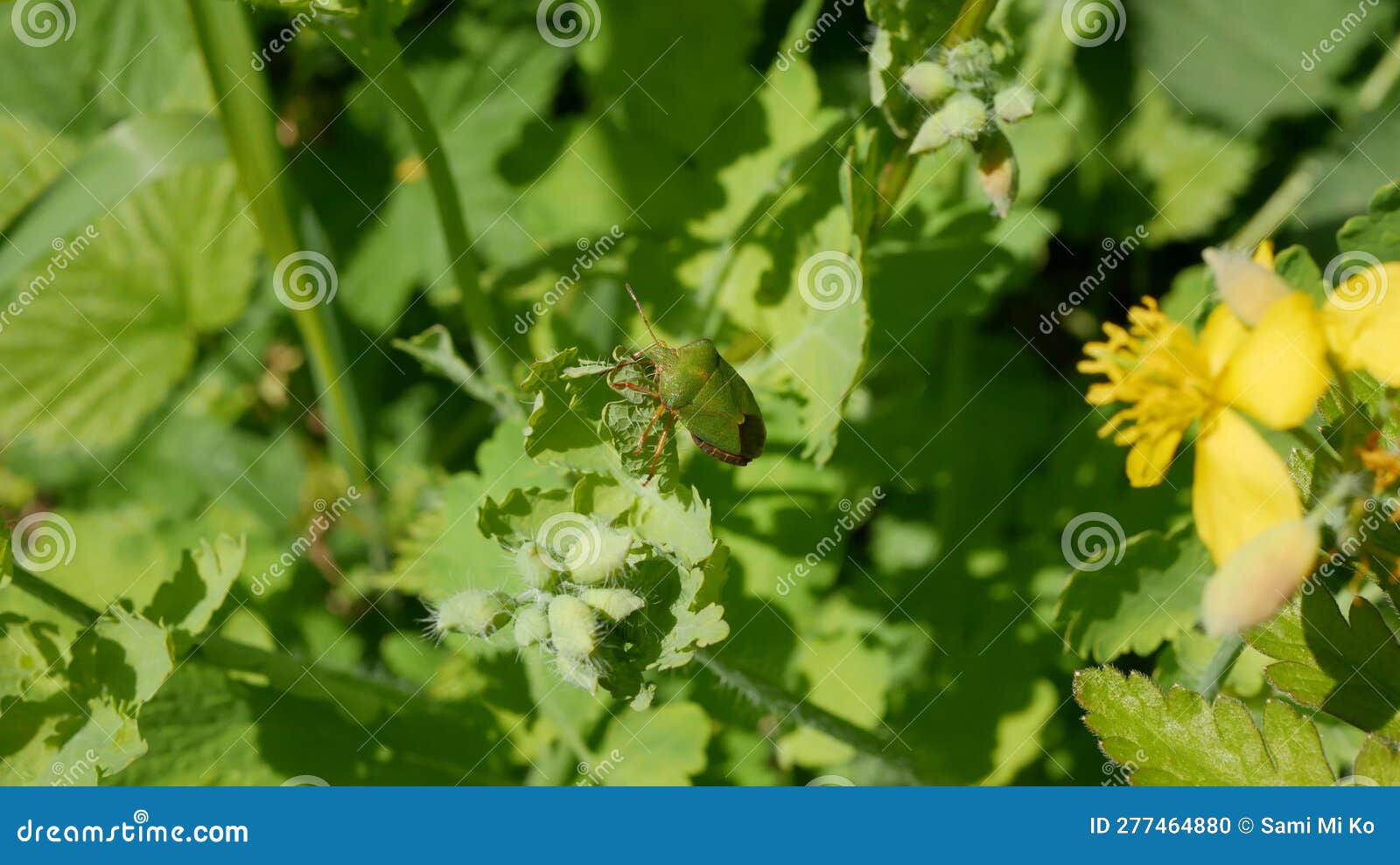 Green Stink Bug Insect on Grass Shot in Spring Stock Photo - Image of ...
