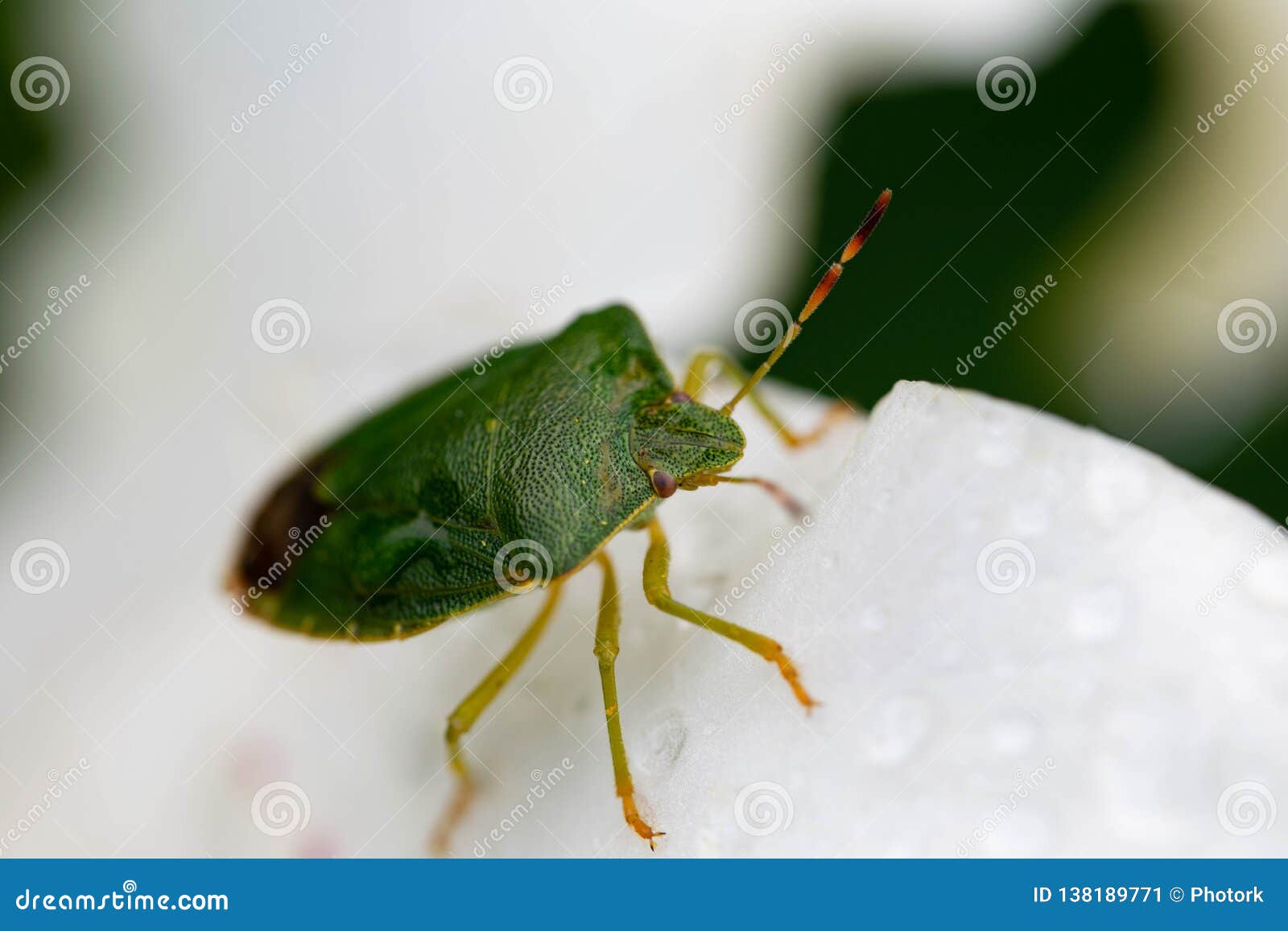 Green stink bug stock image. Image of plant, chinch - 138189771