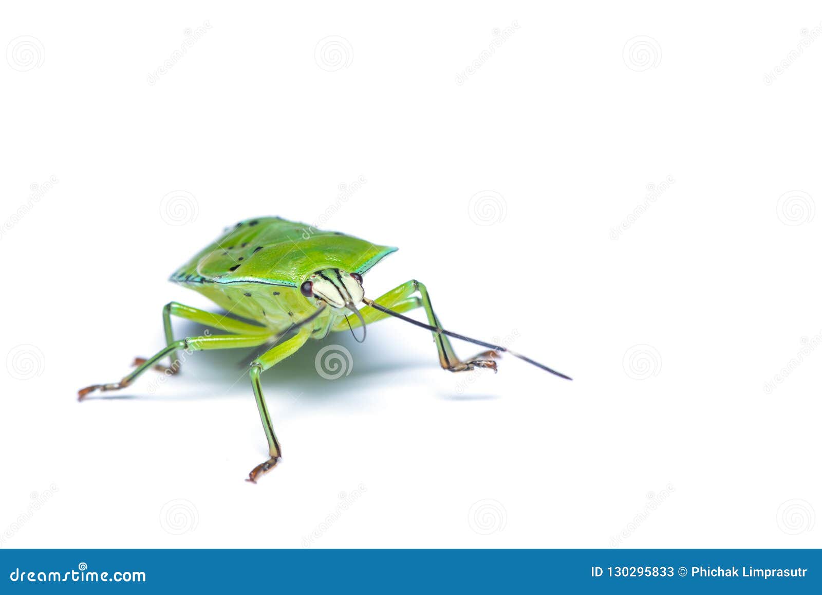 Green Stink Bug Isolated on White Background Stock Image - Image of ...