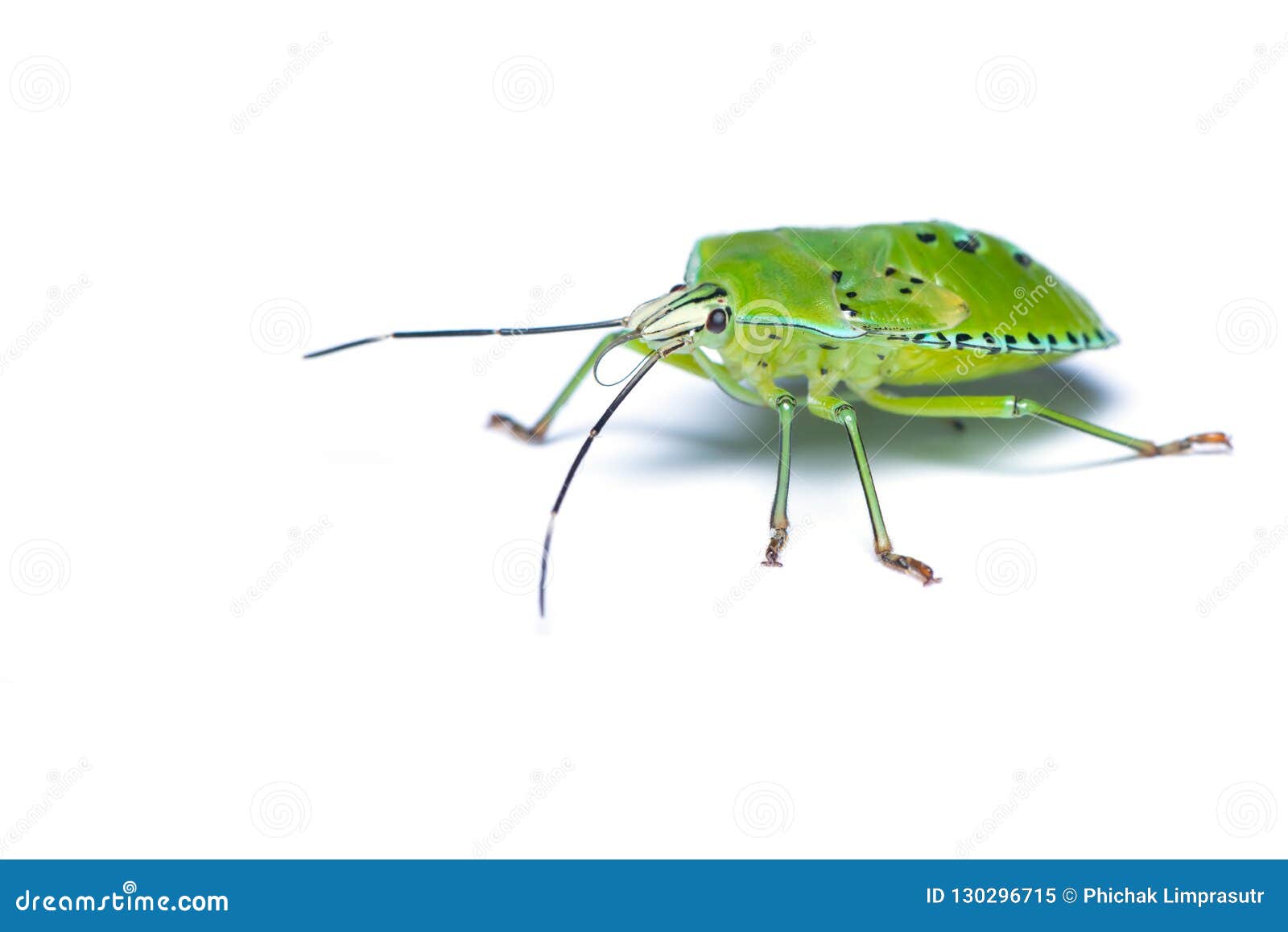 Green Stink Bug Isolated on White Background Stock Image - Image of ...