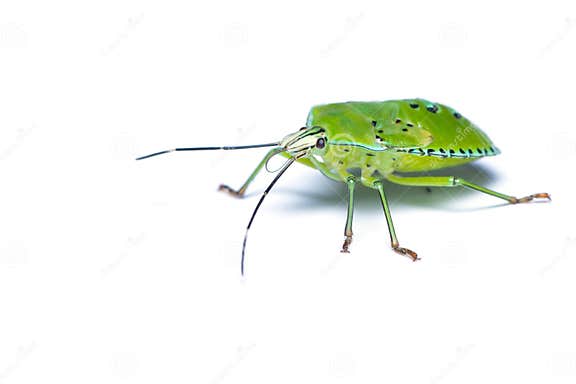 Green Stink Bug Isolated on White Background Stock Image - Image of ...
