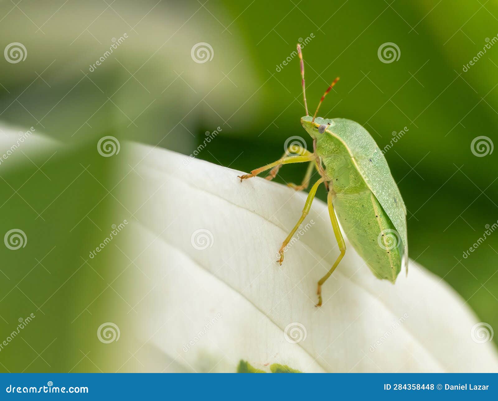 Green Stink Bug stock photo. Image of animal, stink - 284358448