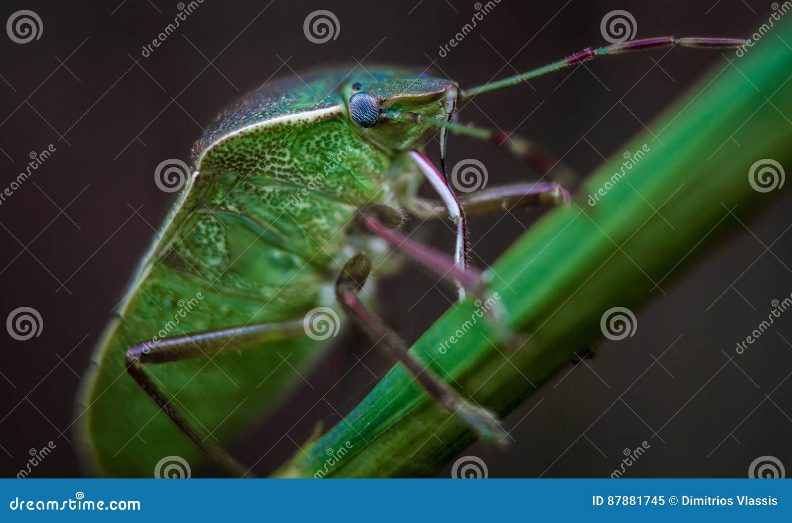 Green stink bug macro. stock image. Image of life, nezara - 87881745