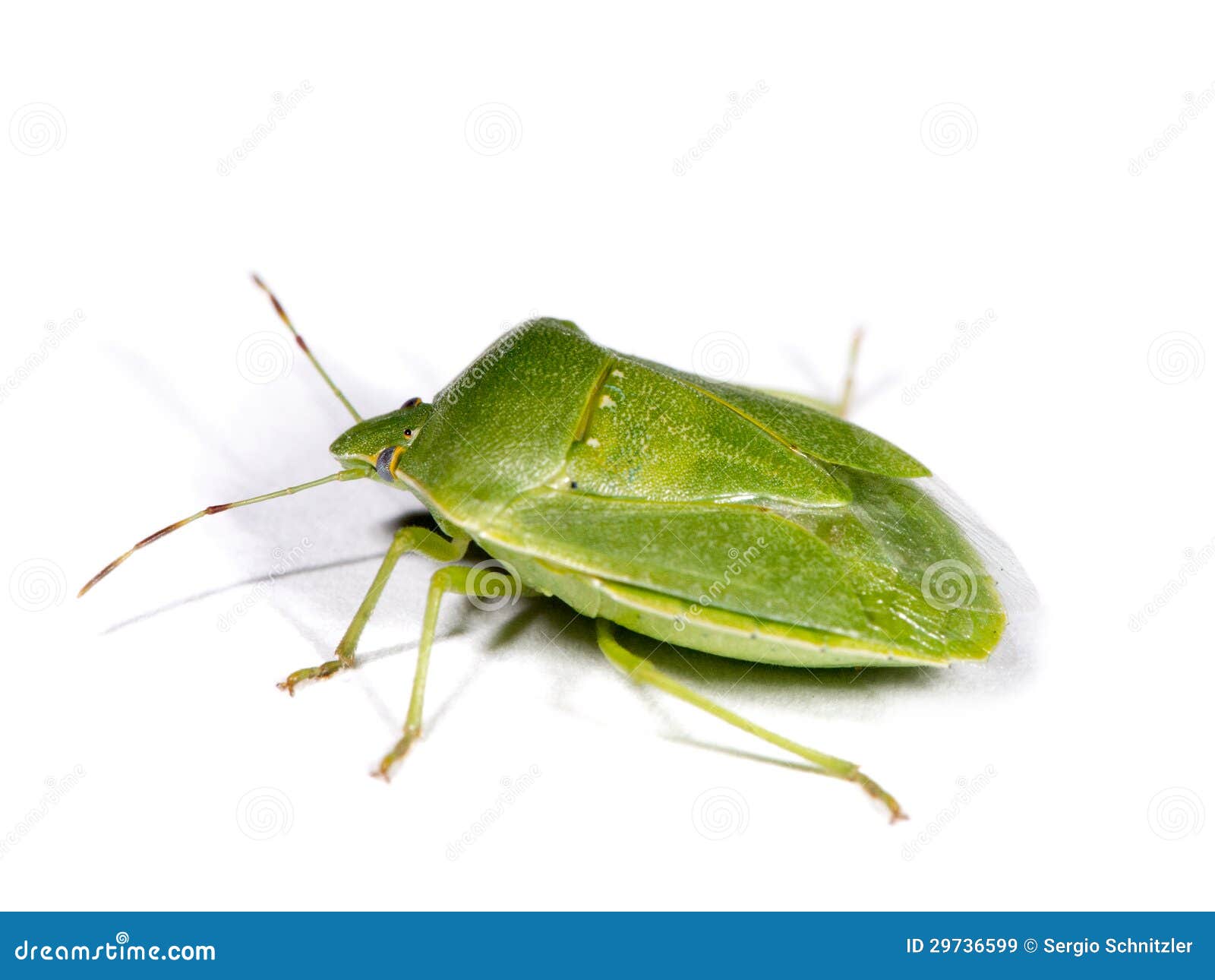 Green Stink Bug stock image. Image of nezara, hilare - 29736599