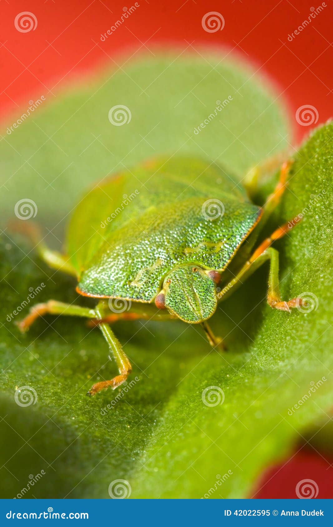 Green stink bug stock image. Image of biology, lifestyles - 42022595