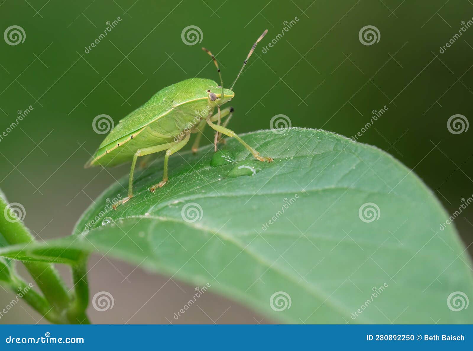 Green Stink Bug in Taylor Creek Park, Toronto, Canada Stock Photo ...