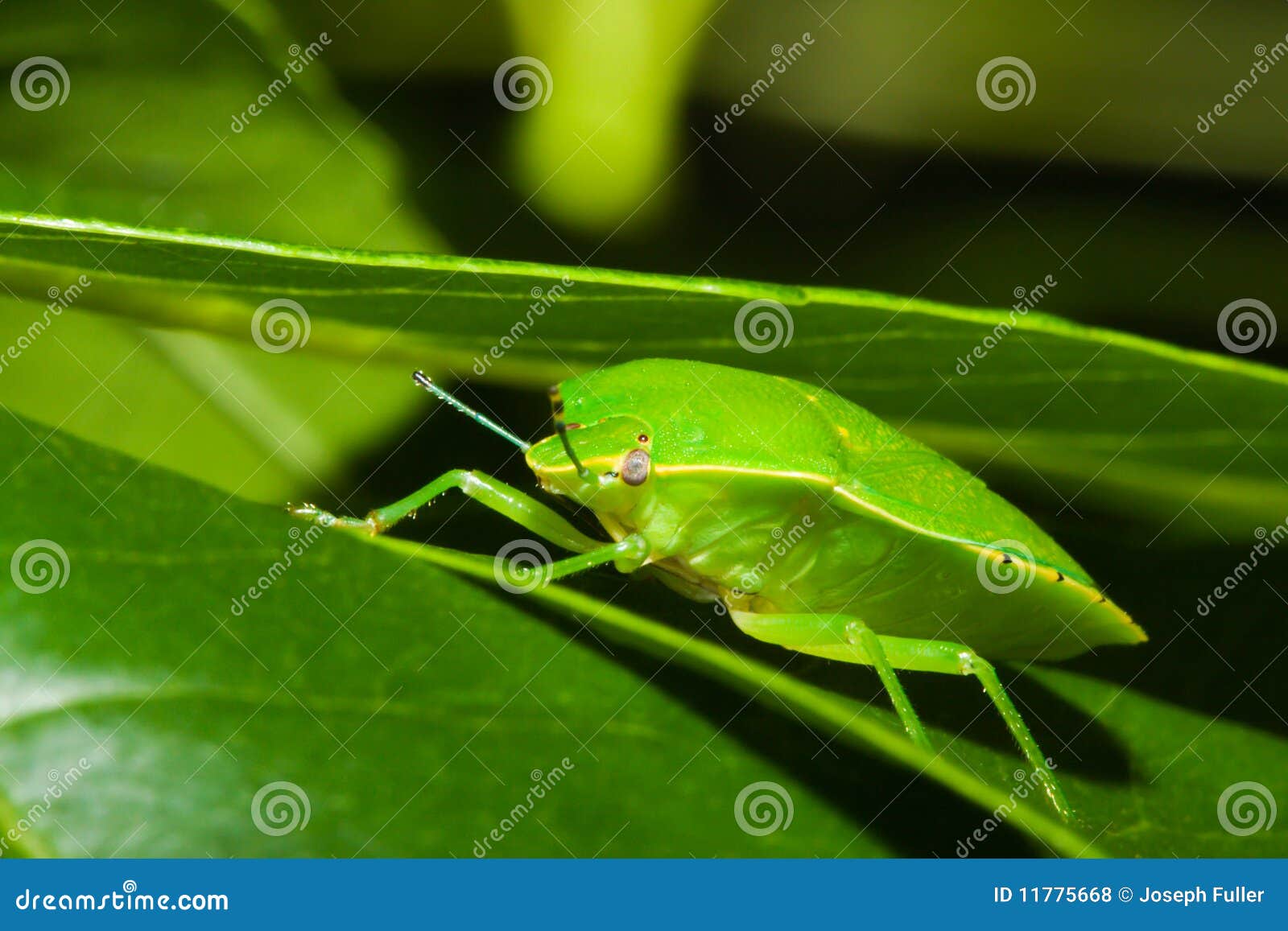 Stink Aka Shield Bugs, Nezara Viridula, Adult In Winter Colors. Top And ...