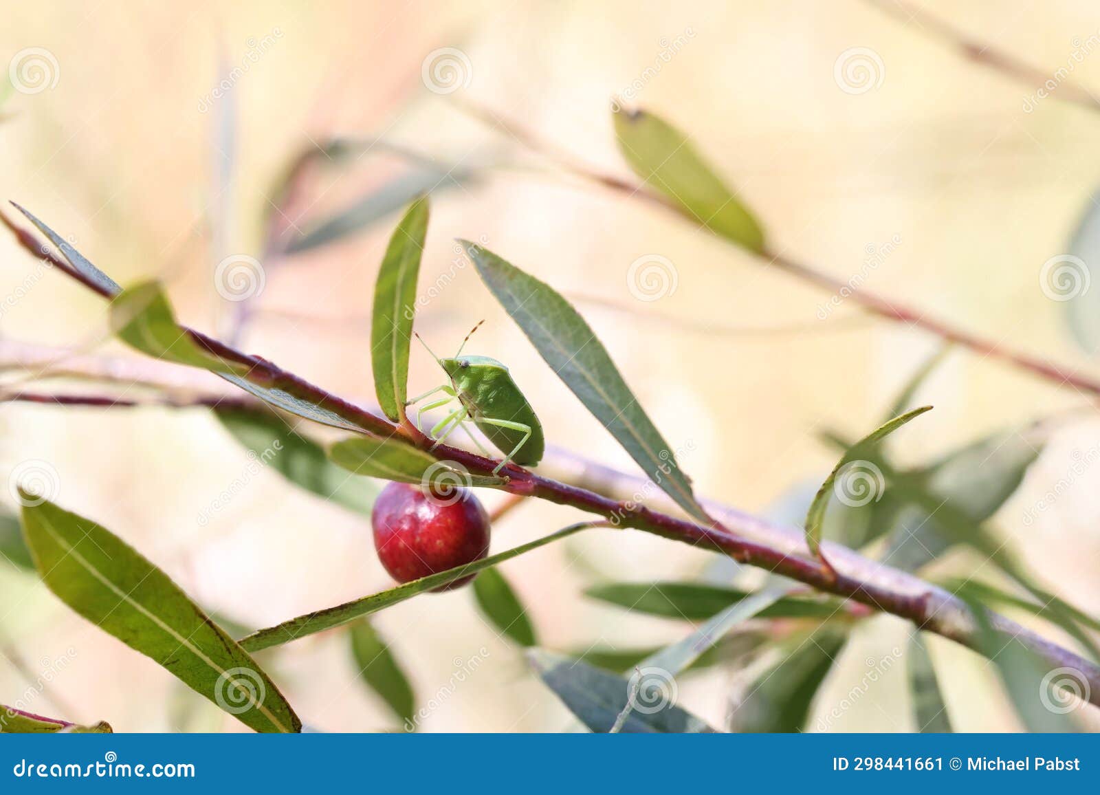 Green Stink Bug Sitting in a Willow Stock Image - Image of ecology ...