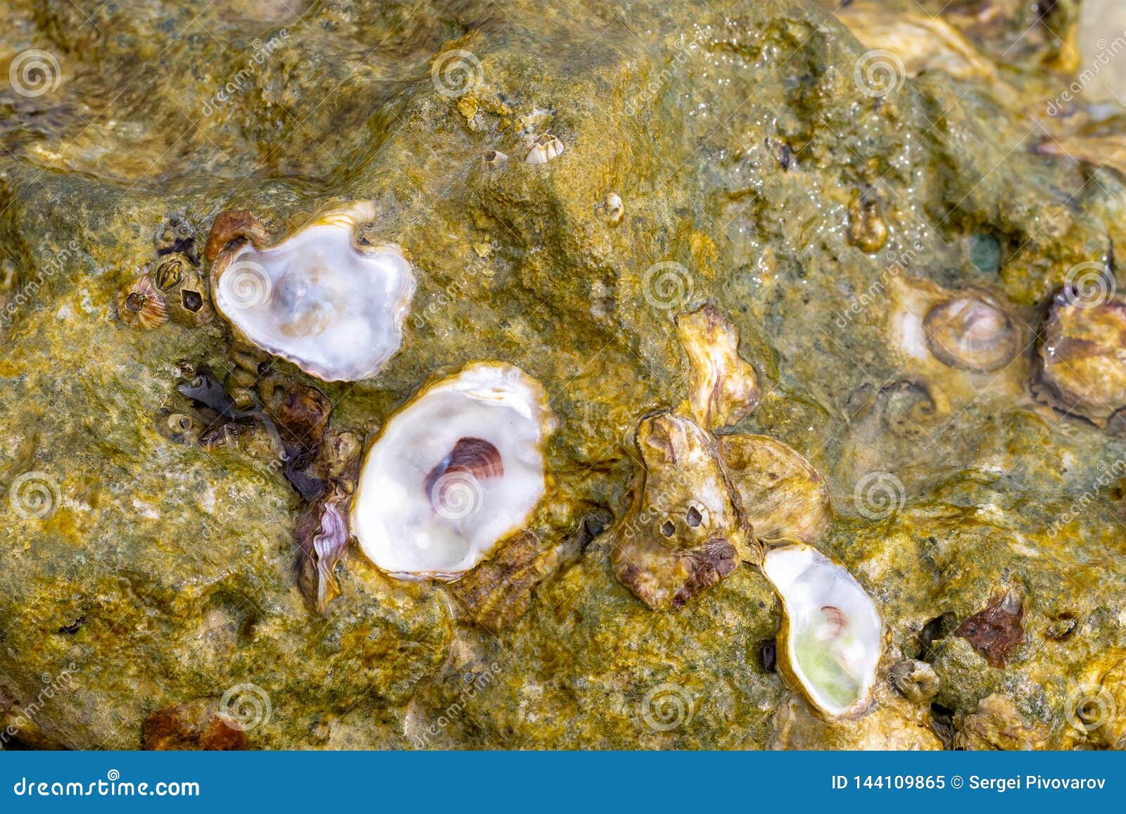 Green Stone Algae Oyster Shell Close-up Background Texture Sea Fauna ...