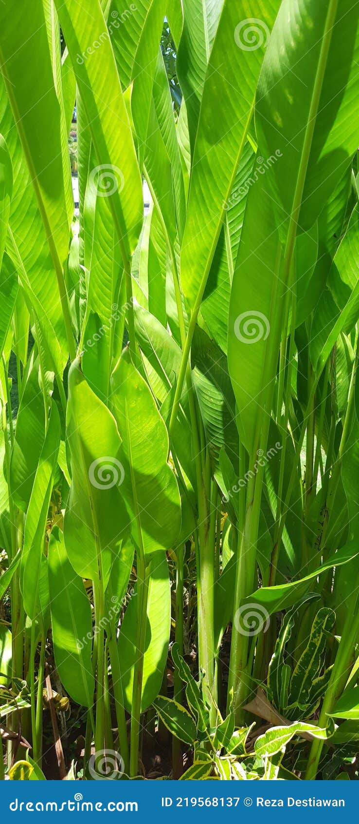 Green Straight Leaves for Background. Stock Image - Image of straight ...