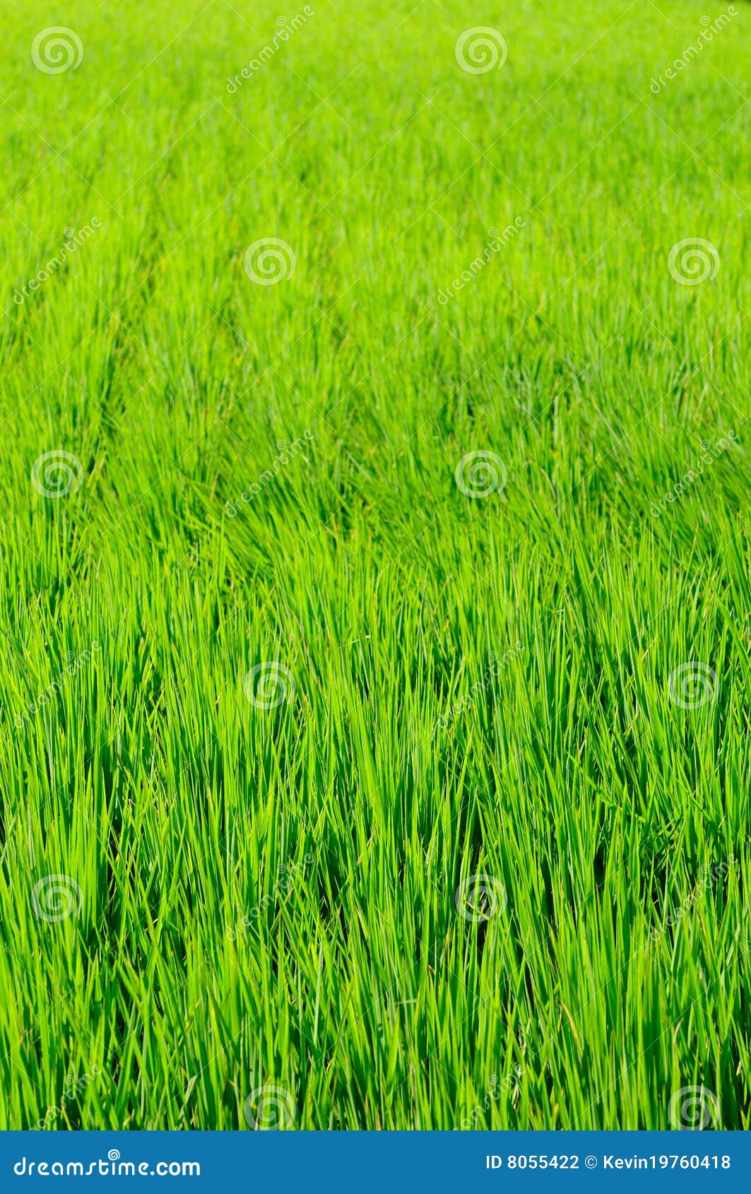 Green straw stock photo. Image of seed, paddy, straw, full - 8055422