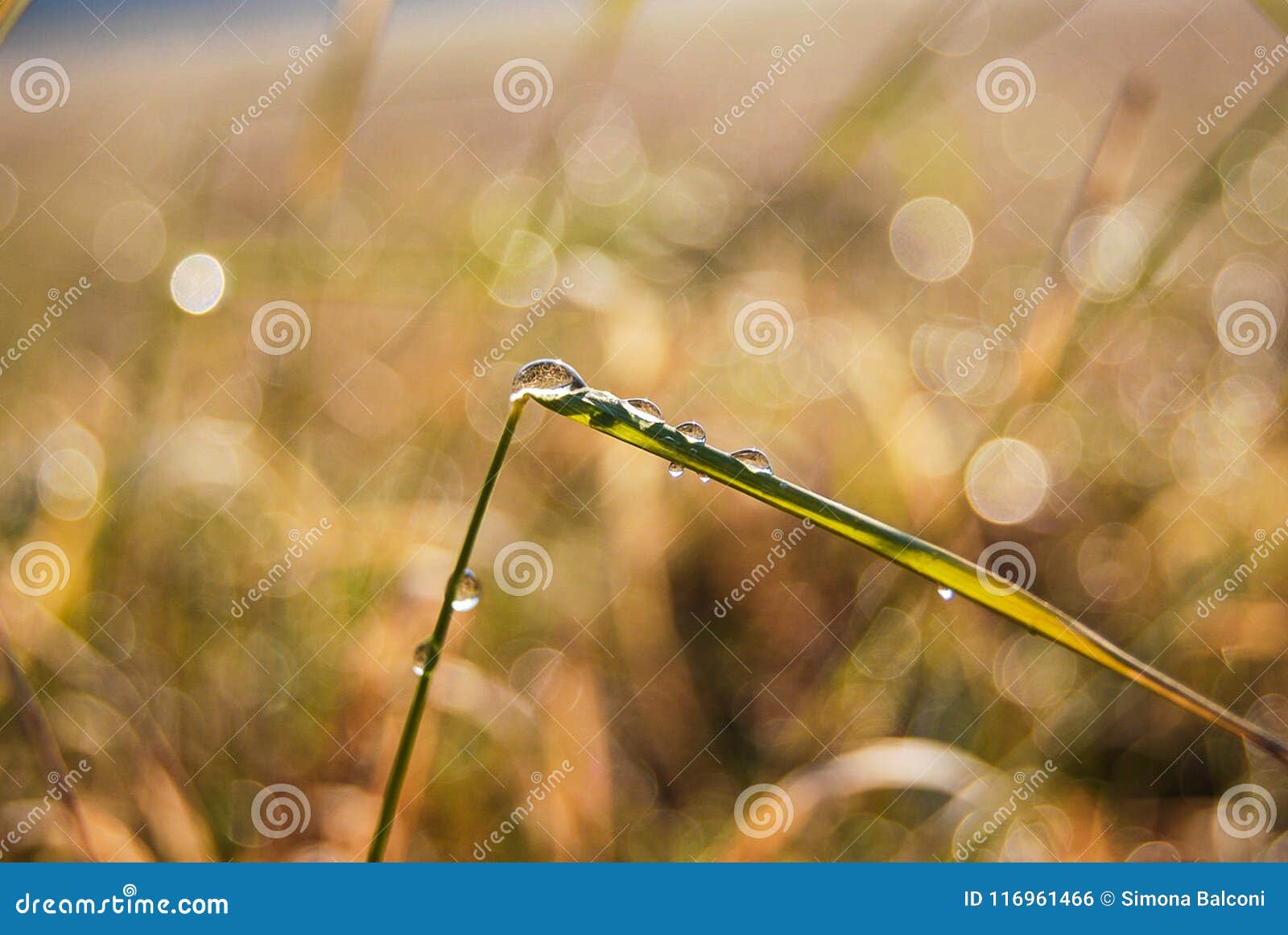 Green Straw Thread with Drops Stock Photo - Image of power, reflection ...