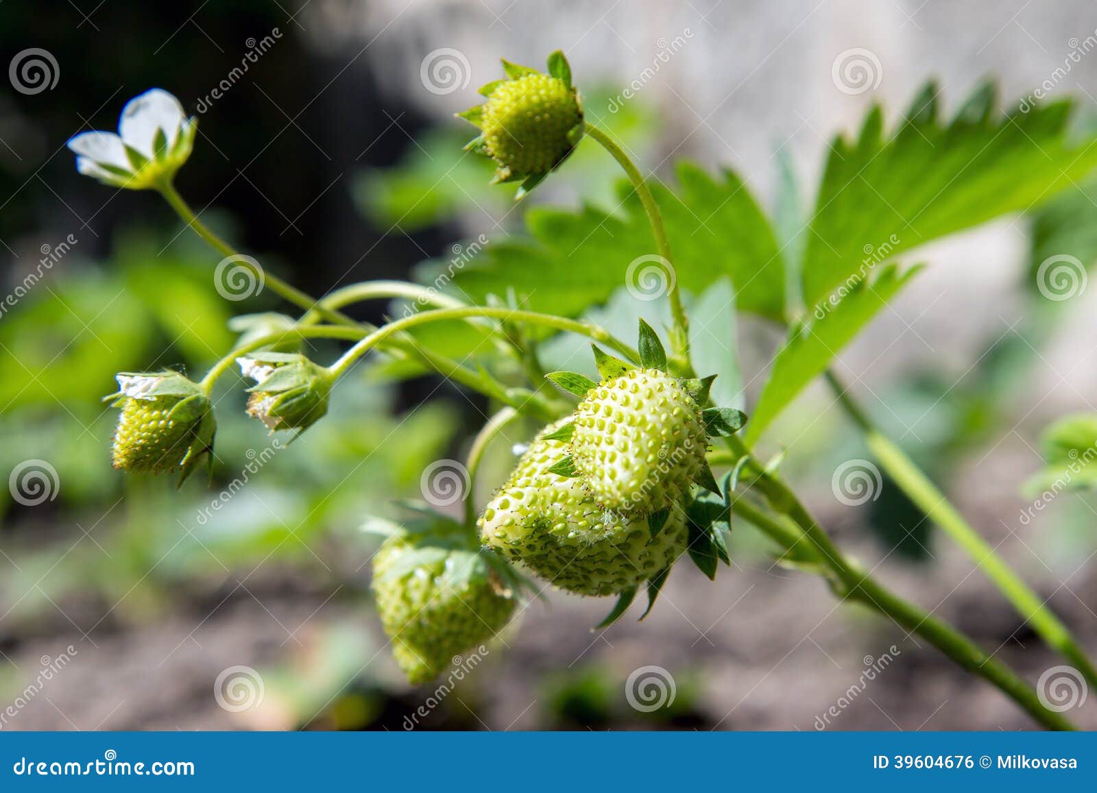 Green strawberries stock photo. Image of delicious, green - 39604676