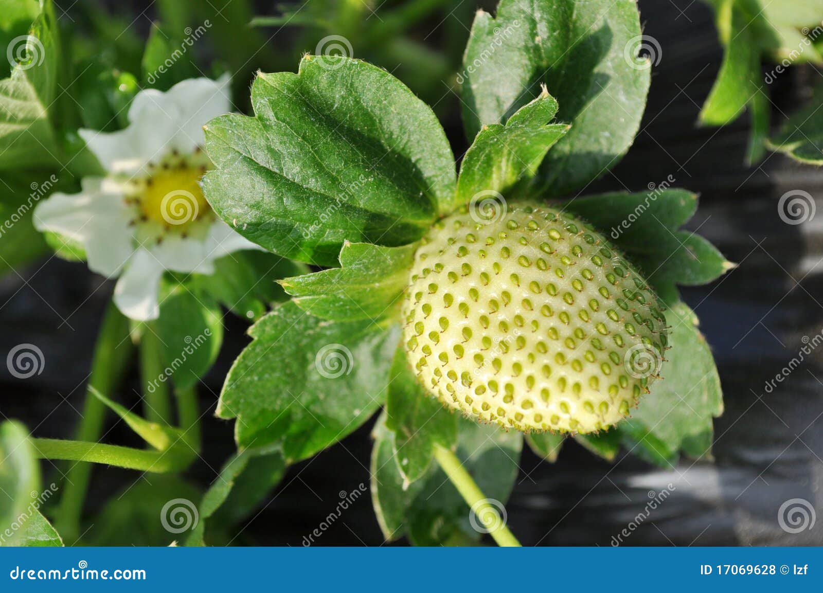 Green strawberry stock photo. Image of nature, botany - 17069628