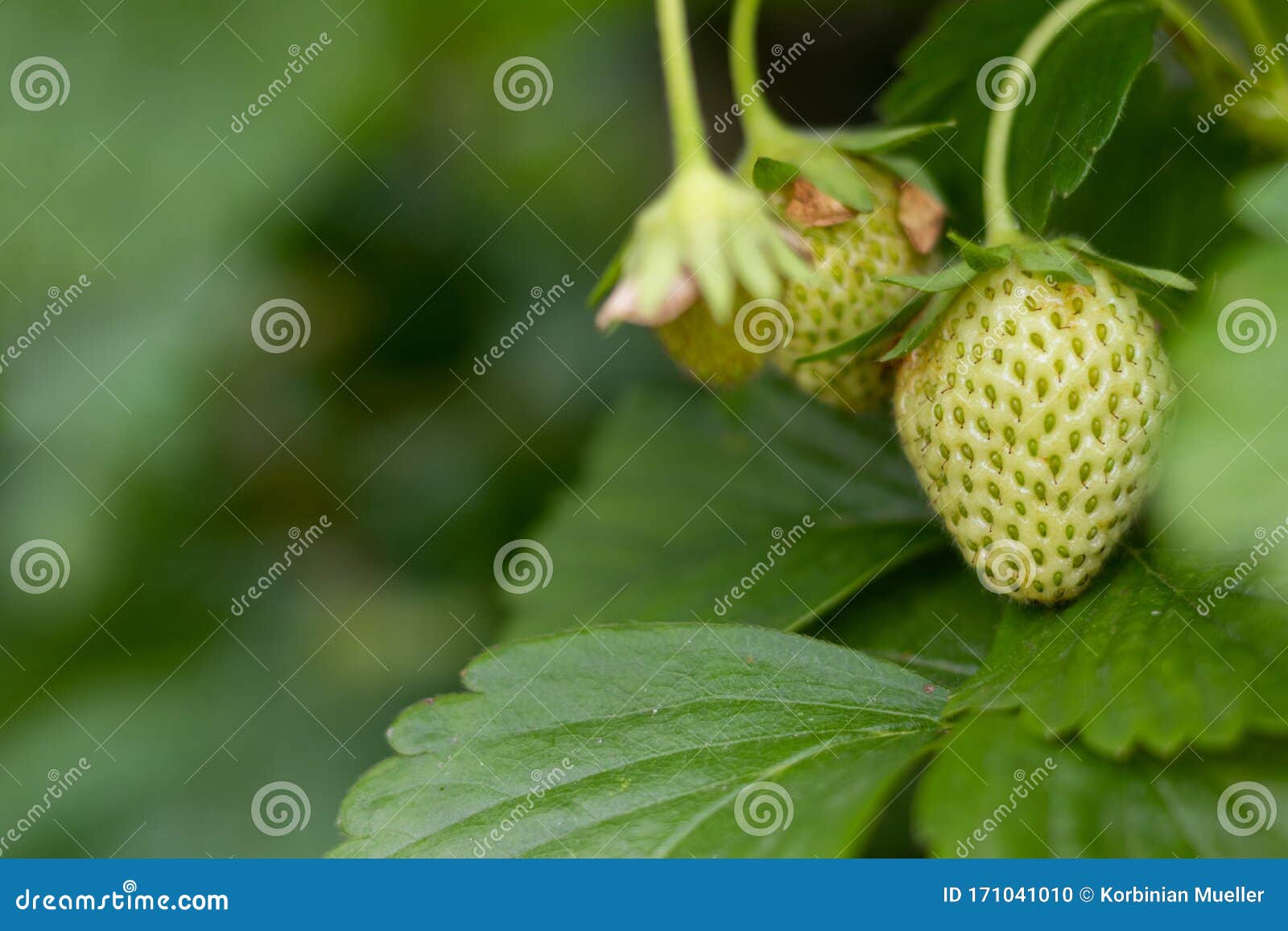 Green strawberry stock photo. Image of garden, health - 171041010
