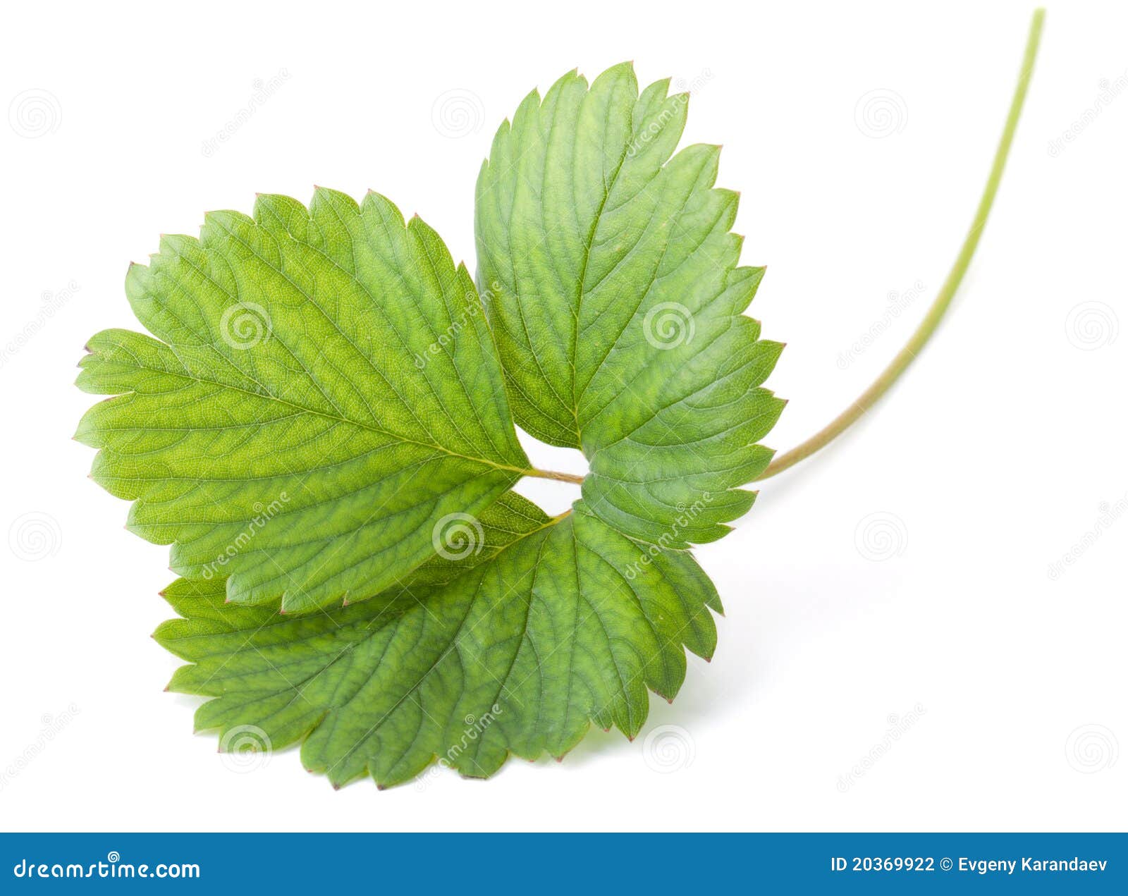 Green strawberry leaf stock photo. Image of herb, leaf - 20369922