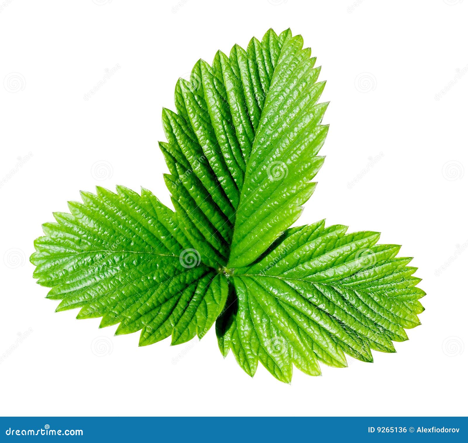 Green strawberry leaf stock photo. Image of plant, nature - 9265136