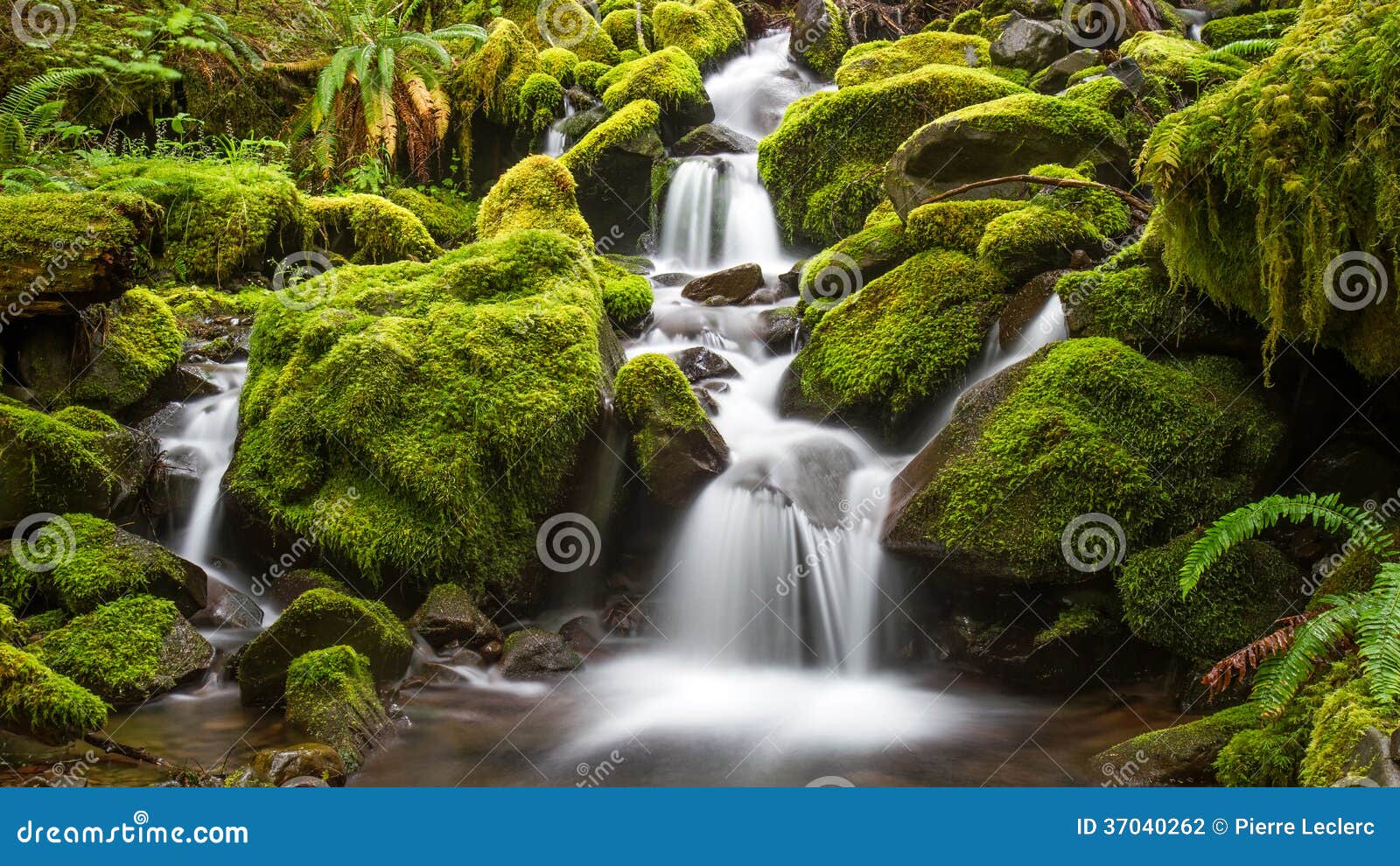 Green Stream stock photo. Image of washington, moss, wilderness - 37040262