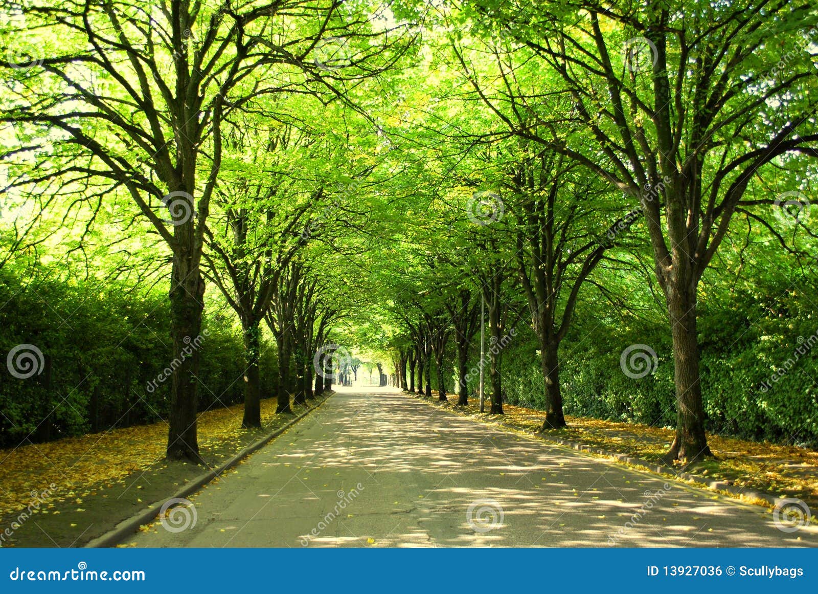 Green street stock photo. Image of autumn, nature, fall - 13927036