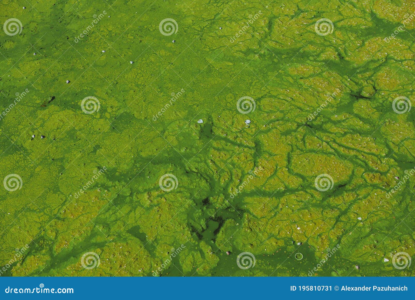 String Algae- Fibrous Green Strands Of Algae That Looks Like Long ...