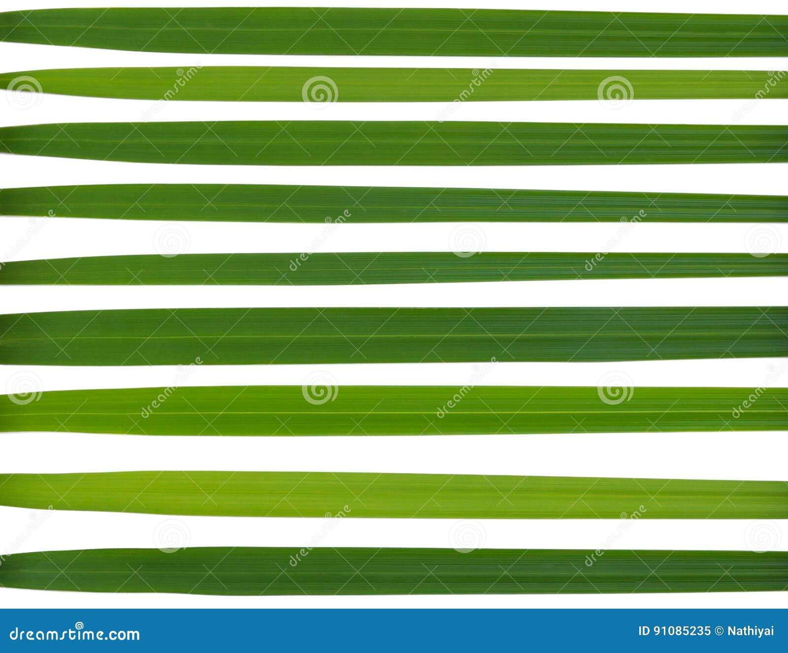 Green Stripe Made from Leaves Stock Image - Image of green, natural ...