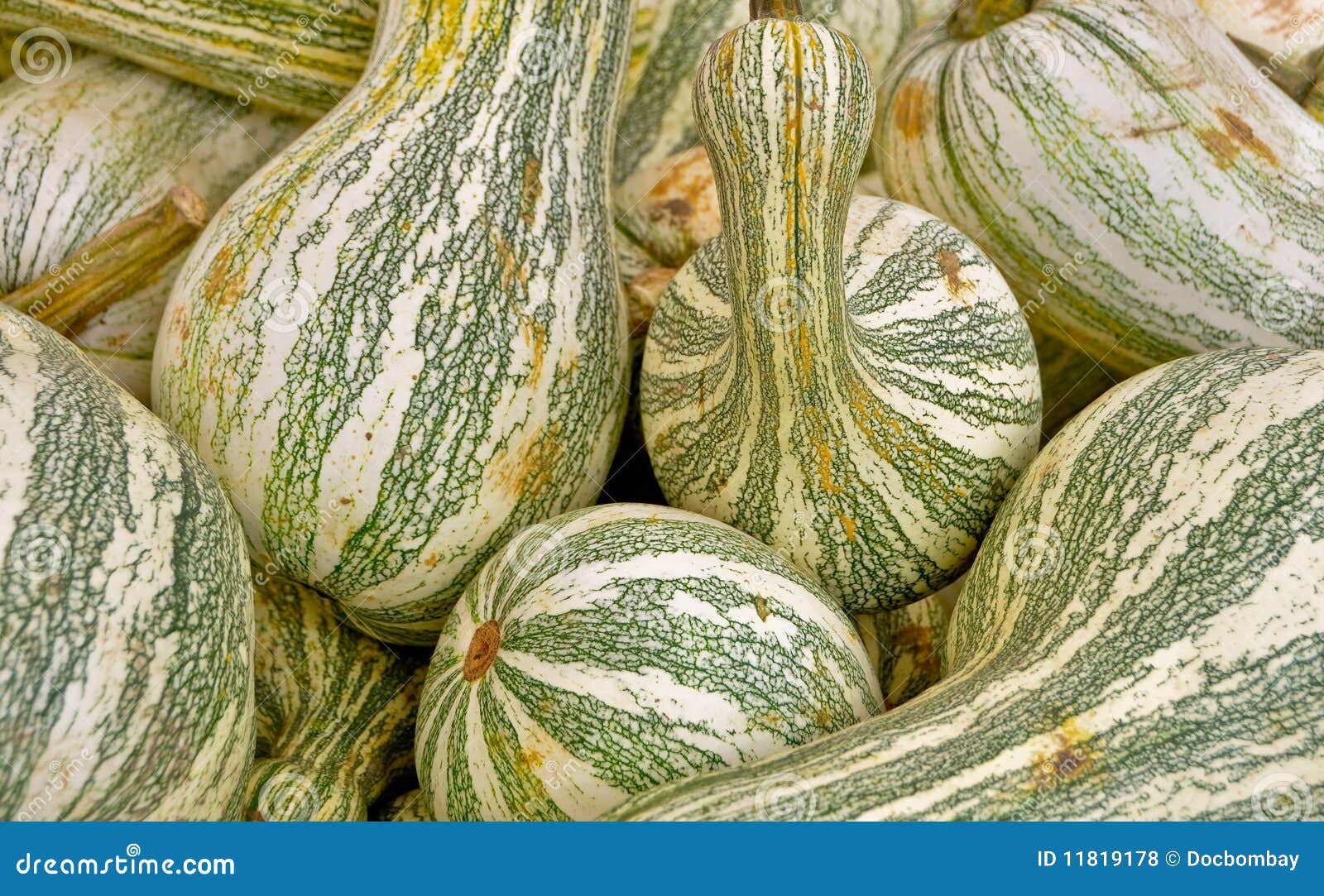 Squash Cushaw Pumpkin Or Cucurbita Mixta On Tree Stock Photography ...
