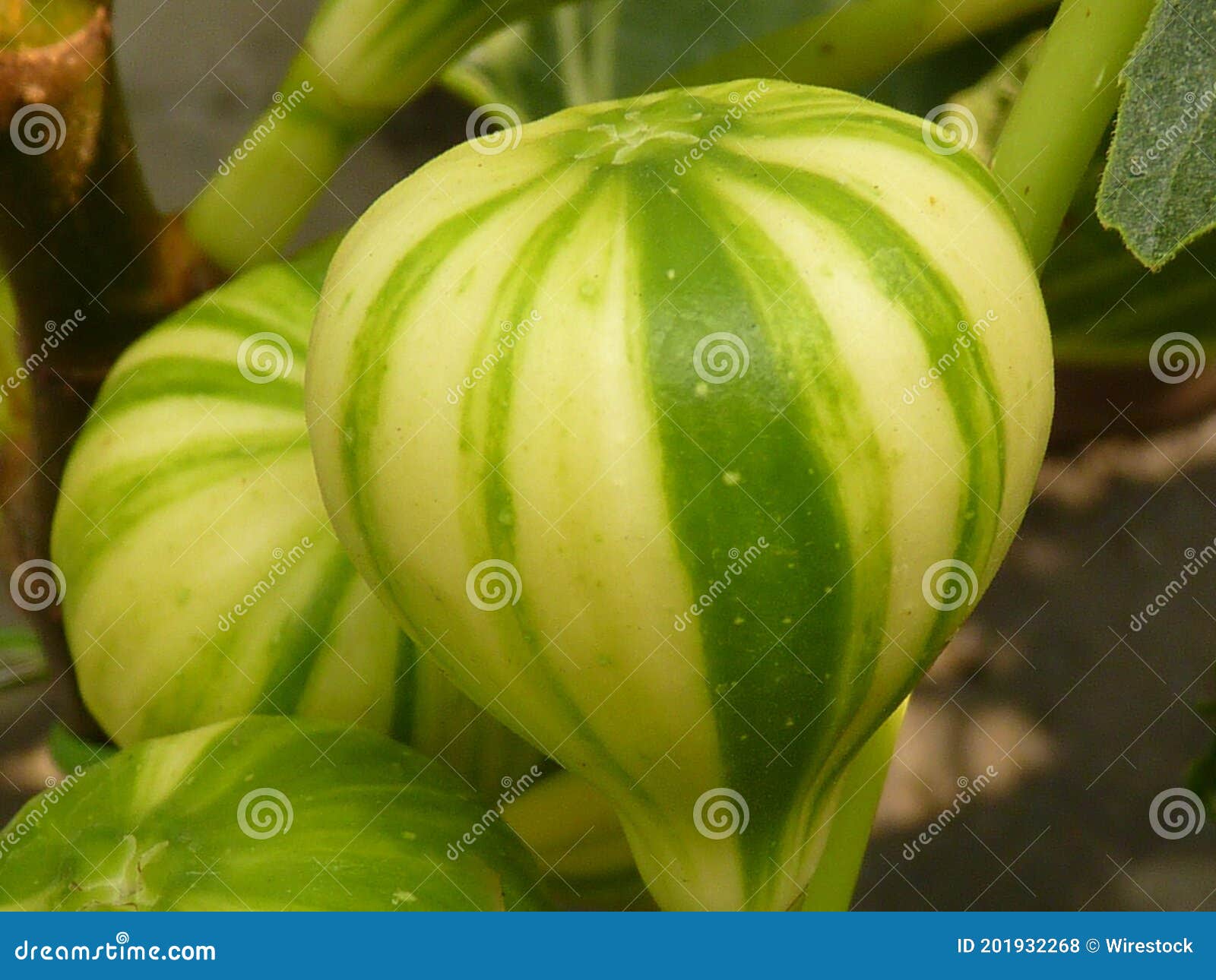 Green Striped Fig Fruit in Summer Stock Photo - Image of food, fruit ...