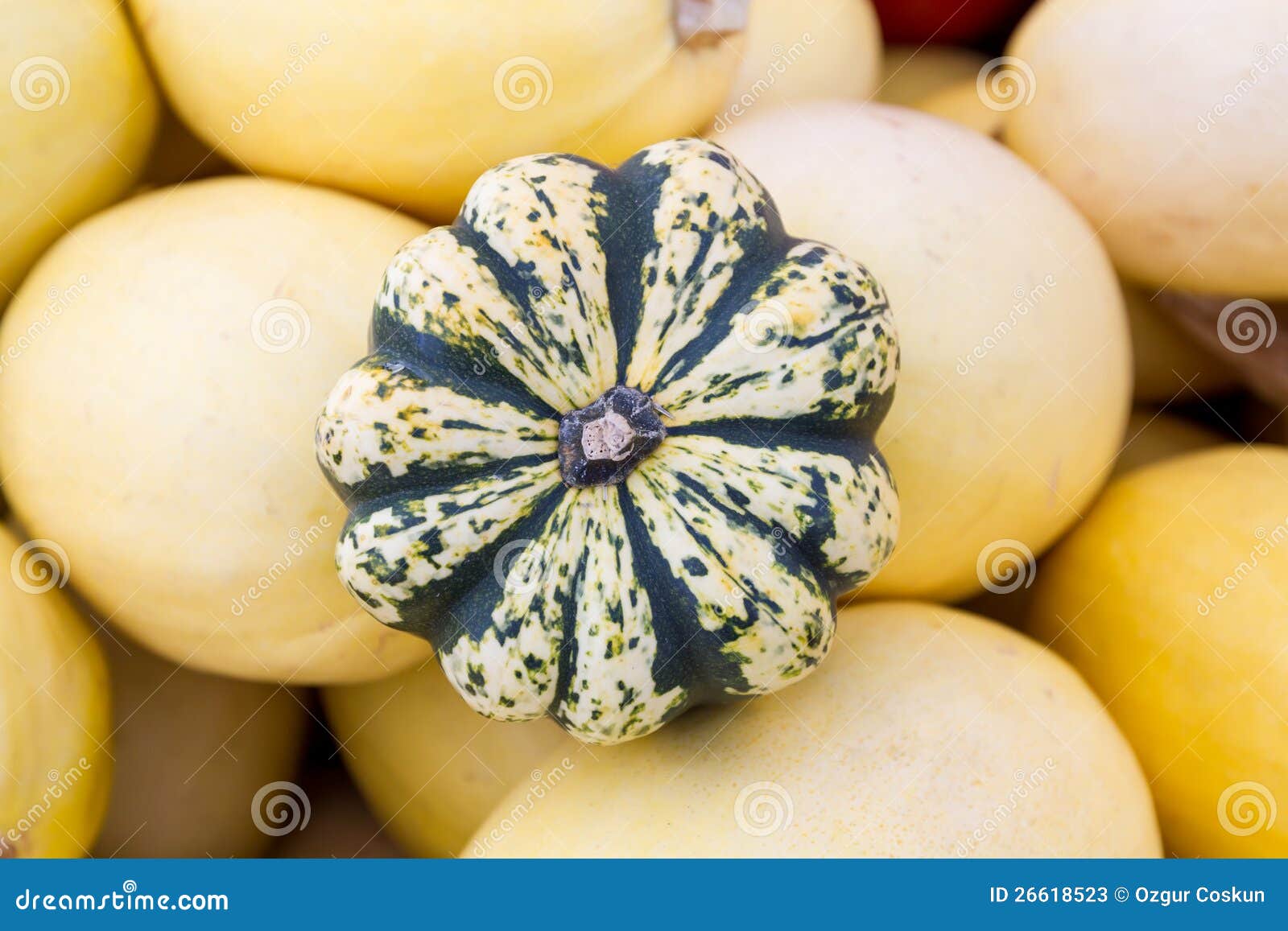 Green Striped Pumpkin stock image. Image of orange, green - 26618523