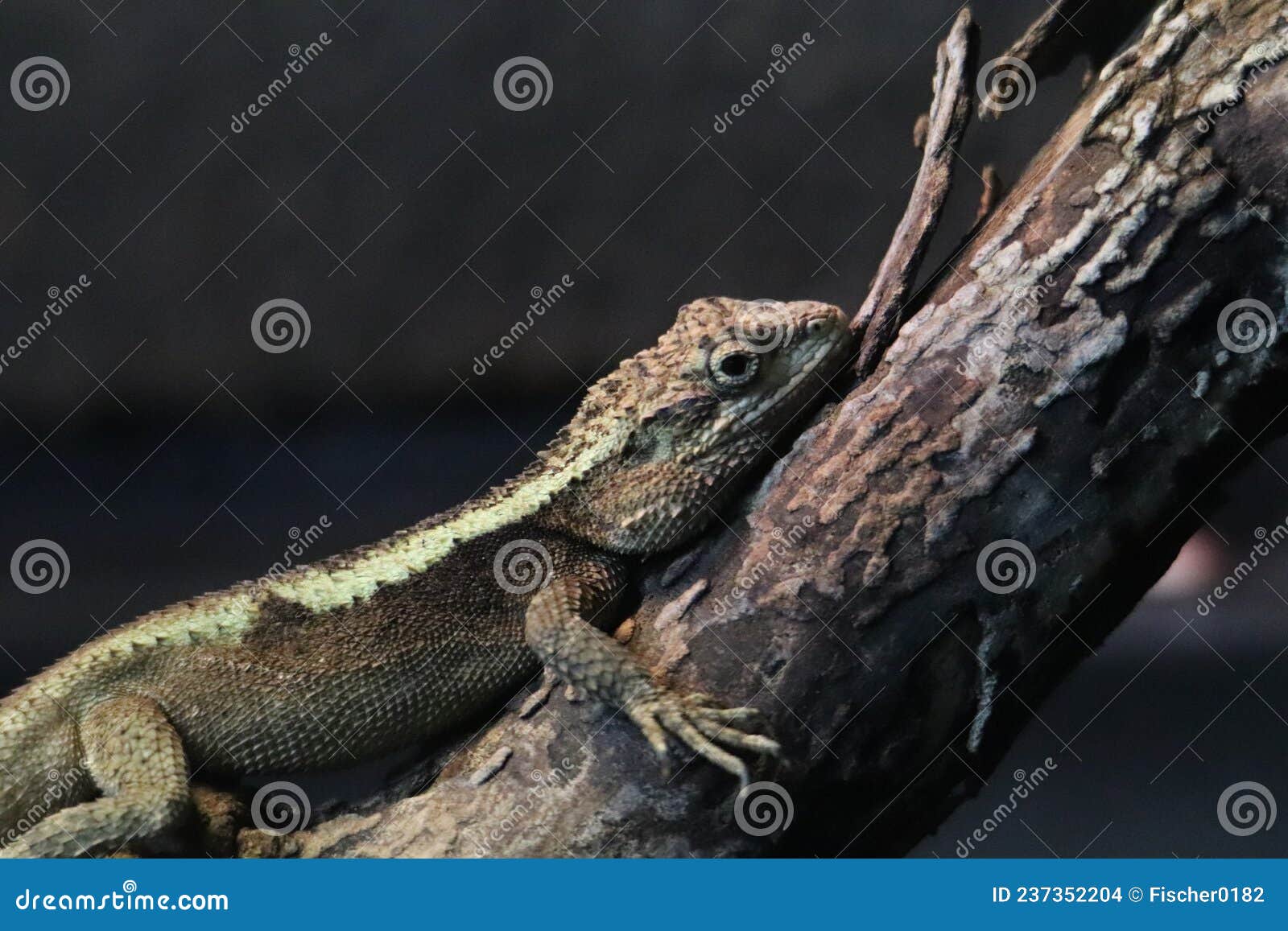Green striped tree dragon stock photo. Image of scenery - 237352204