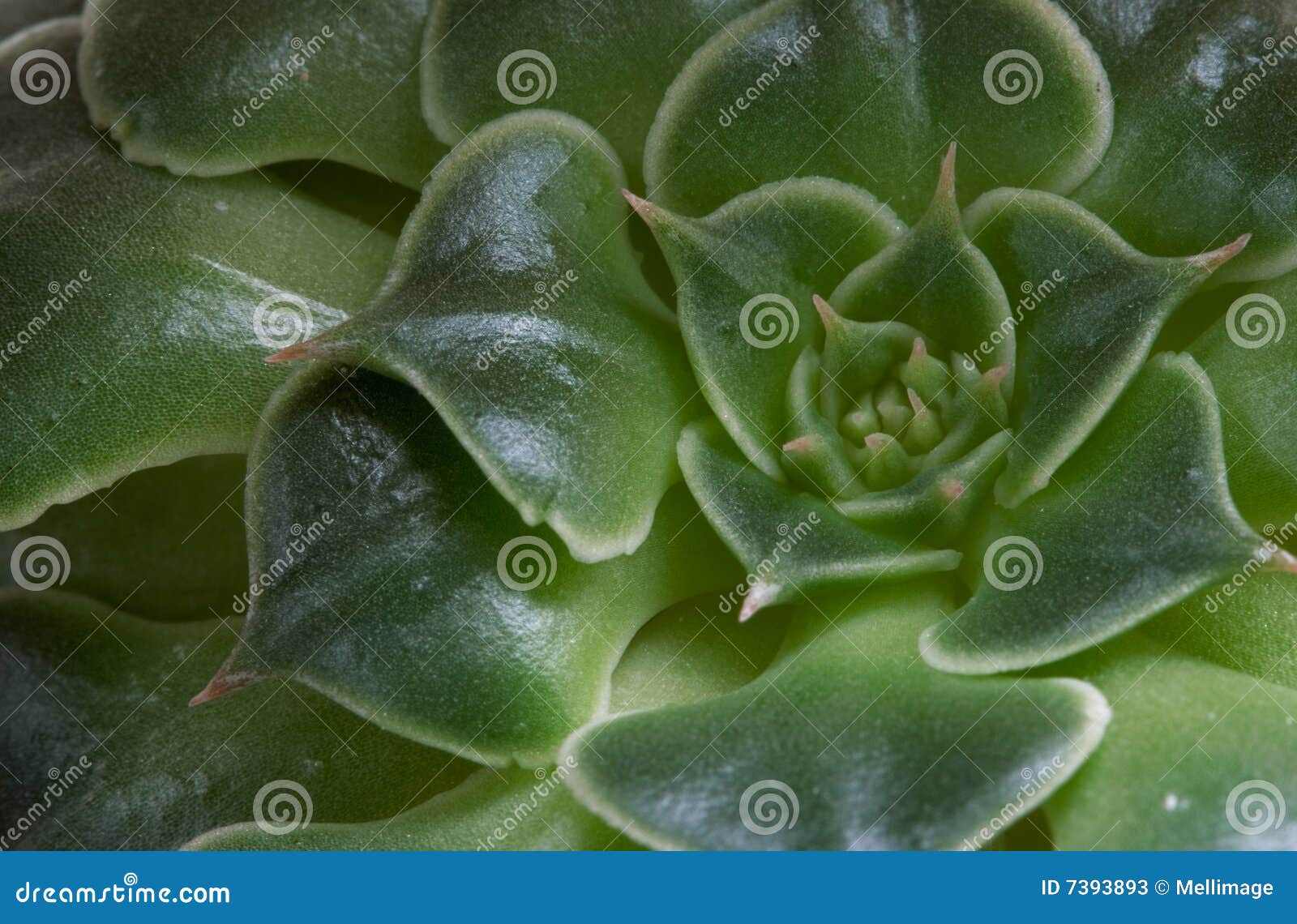 Green succulent stock image. Image of beautiful, garden - 7393893