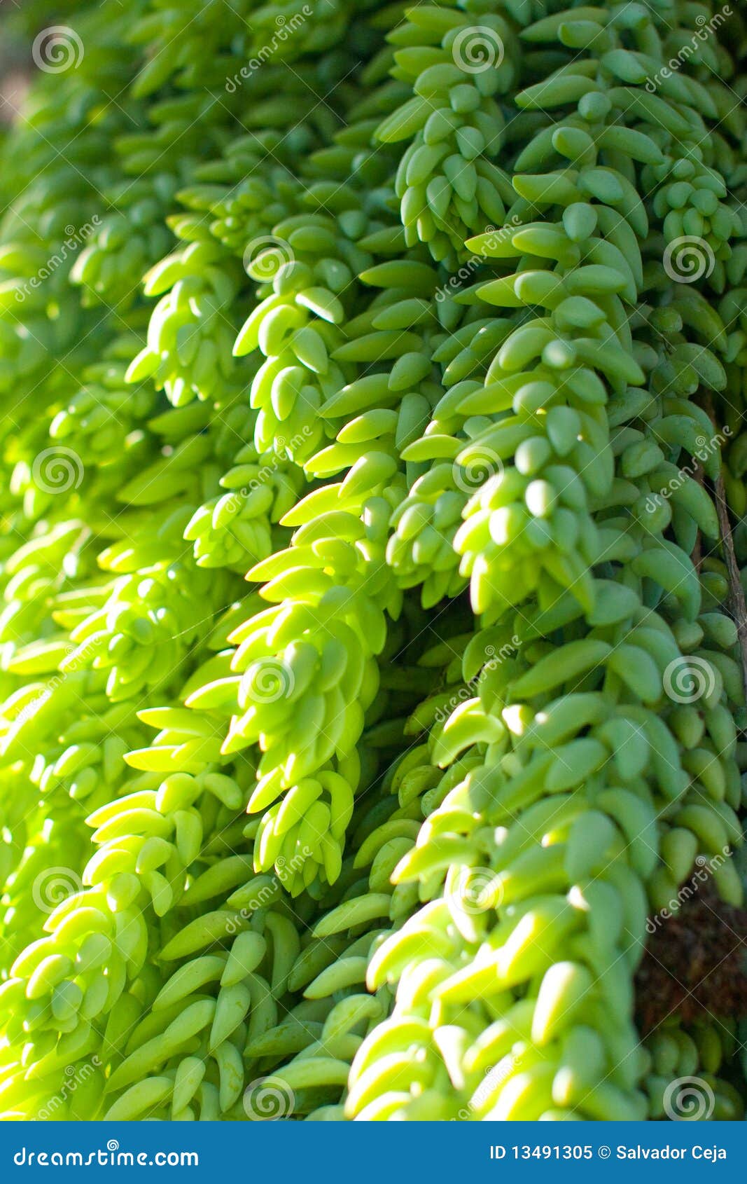 Green succulent background stock image. Image of cultivar - 13491305