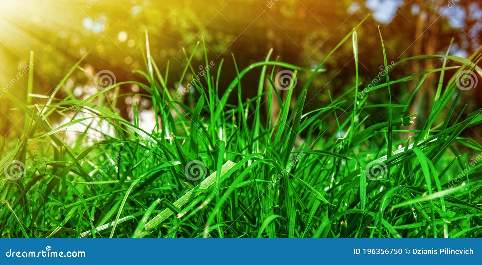 Green Succulent Grass on a Background of Sun Rays Stock Photo - Image ...