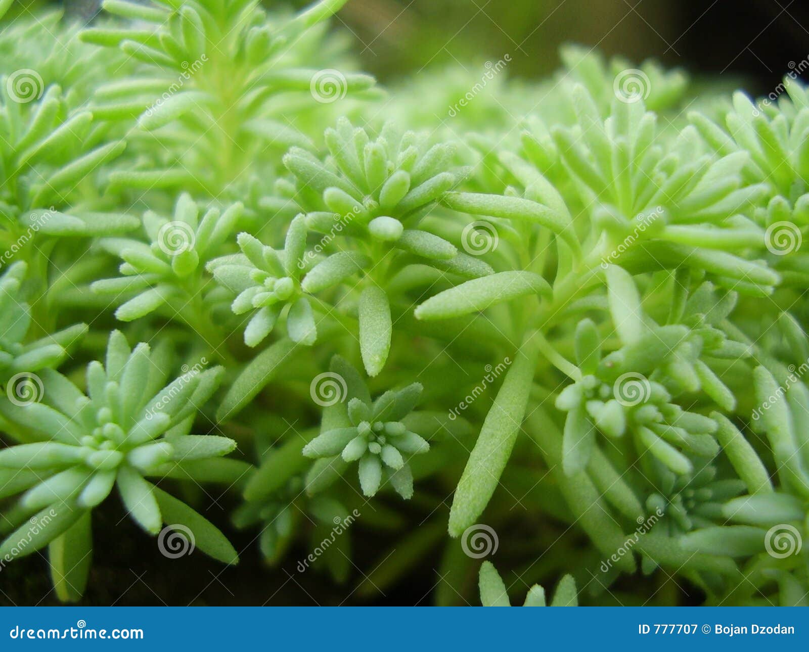 Green succulent plant stock image. Image of cactus, background - 777707