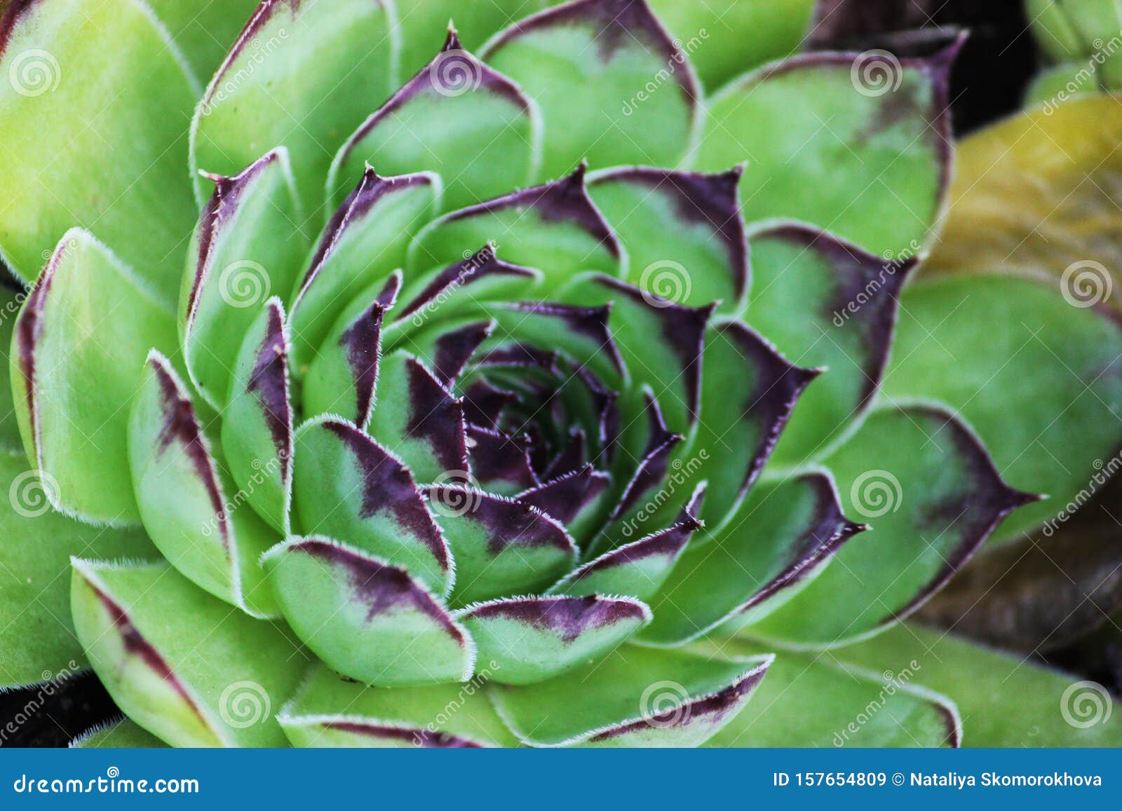 Green succulent plant stock image. Image of greenery - 157654809