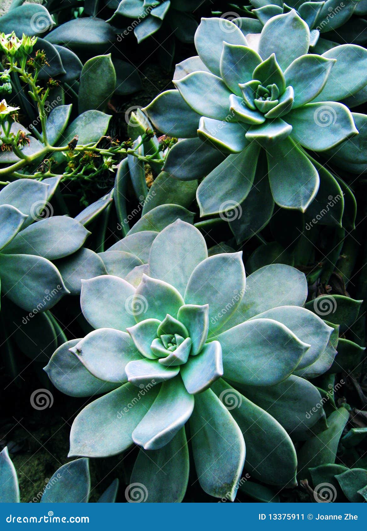 Succulent plant, flowers stock image. Image of leaves - 13375911