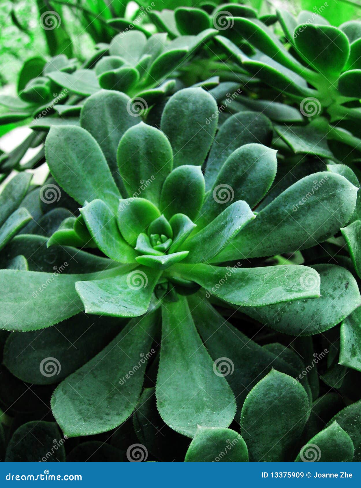 The Succulent Plant Crassula Ovata Known As Jade Plant Or Money Plant ...