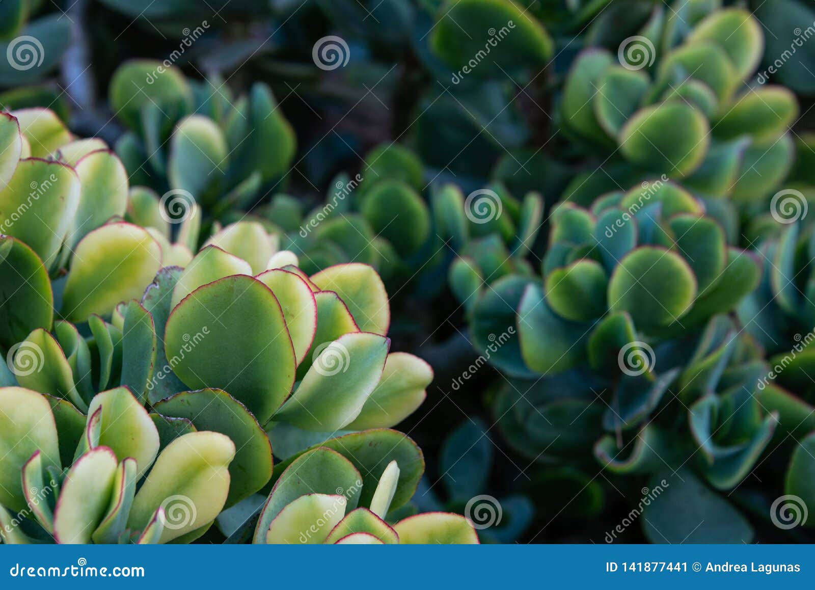 Green succulent plants stock image. Image of green, closeup - 141877441
