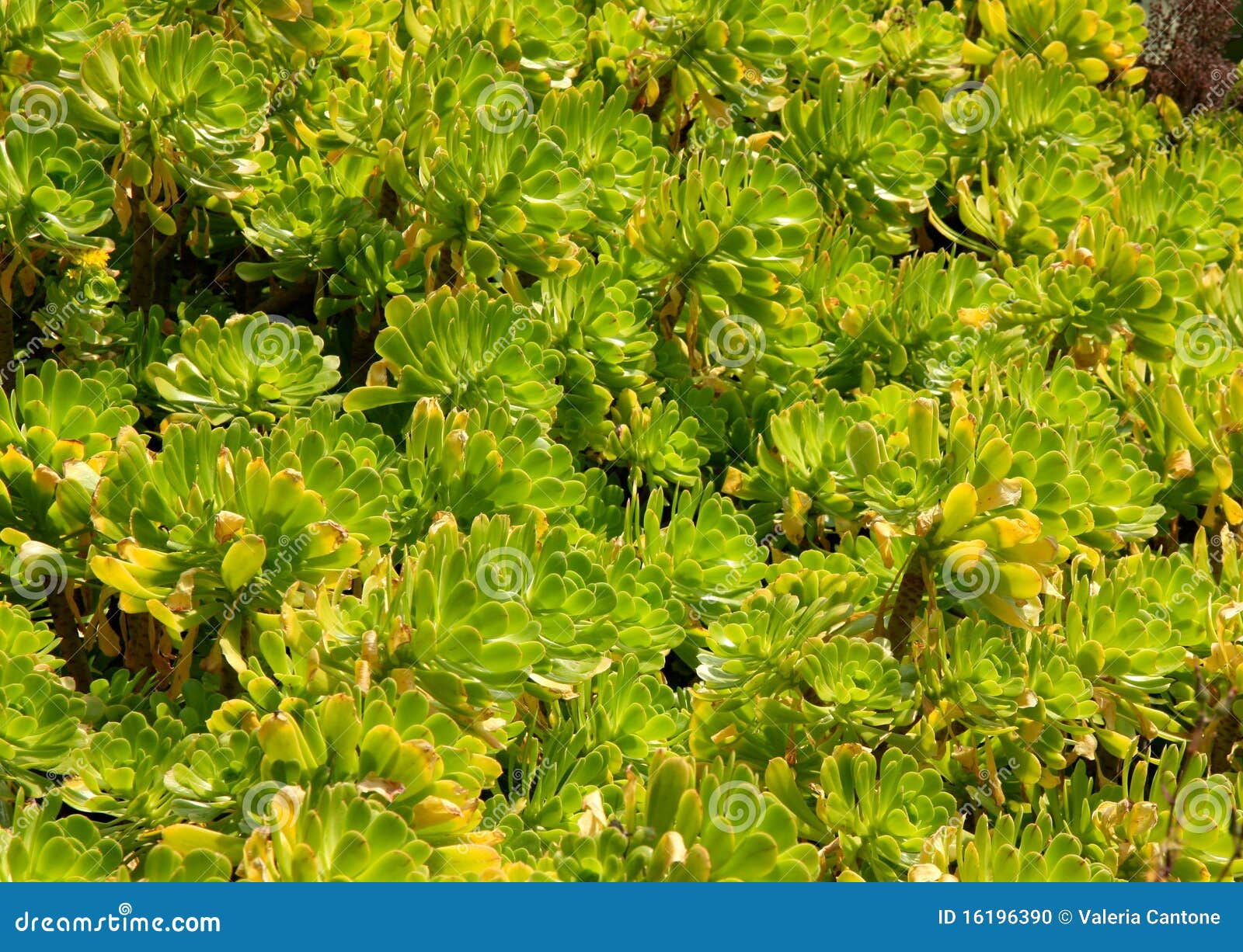 Green Succulent Plants Texture Stock Photo - Image of cactus, succulent ...