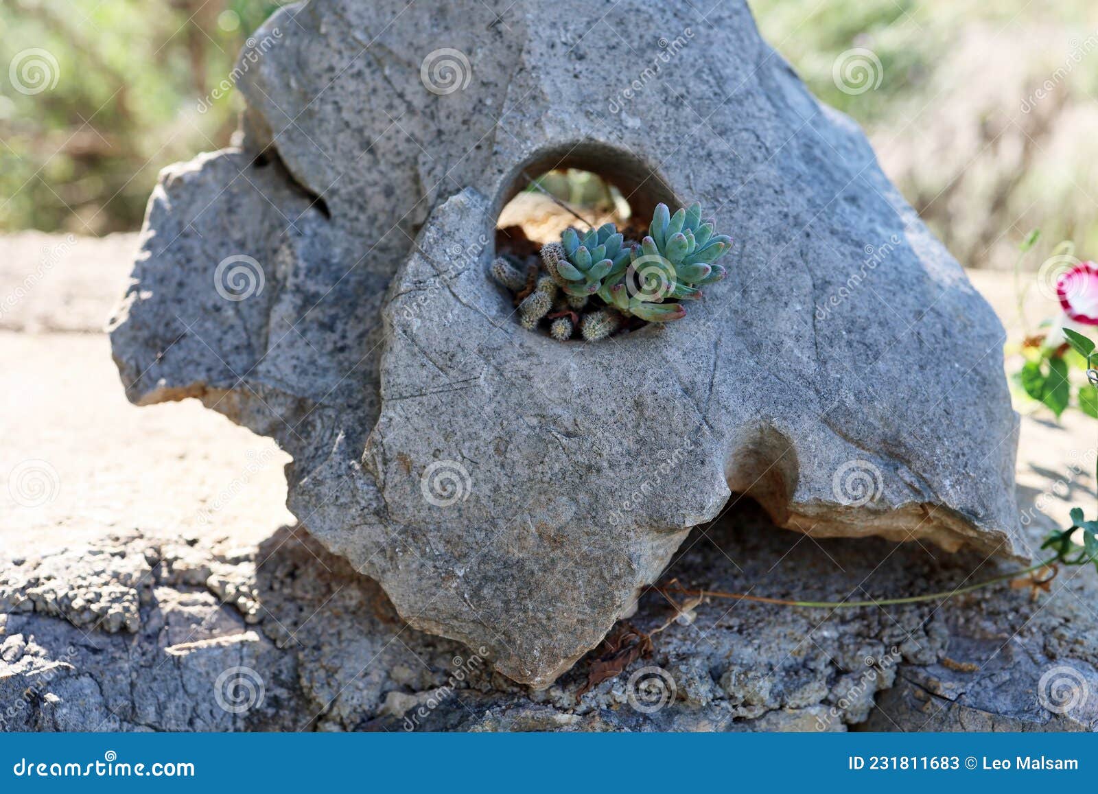 Green Succulents and Cacti Grow on Stones Stock Image - Image of flora ...