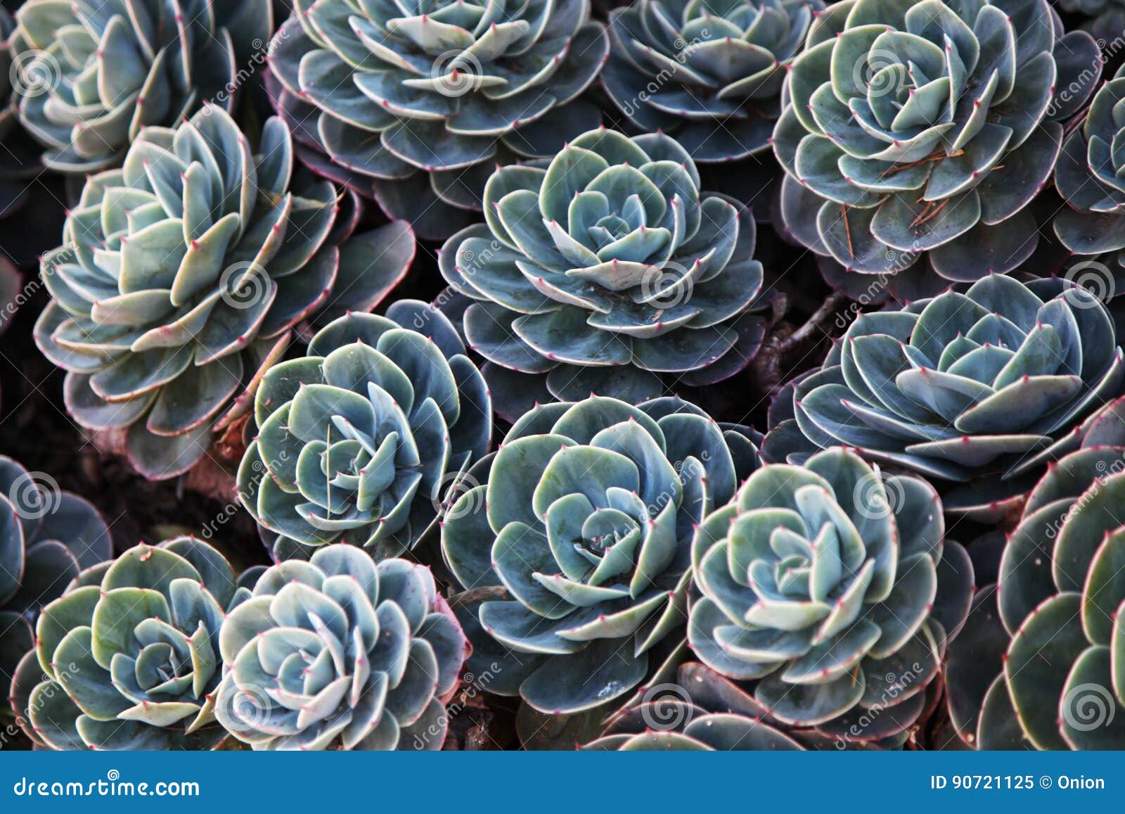 Green succulents stock image. Image of form, care, daytime - 90721125