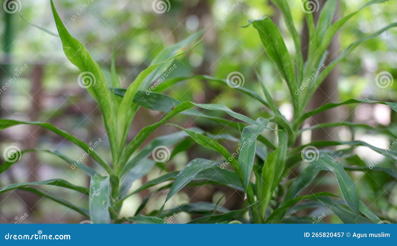 Green Suji Plant or Spring Green Stock Image - Image of food, shrub ...