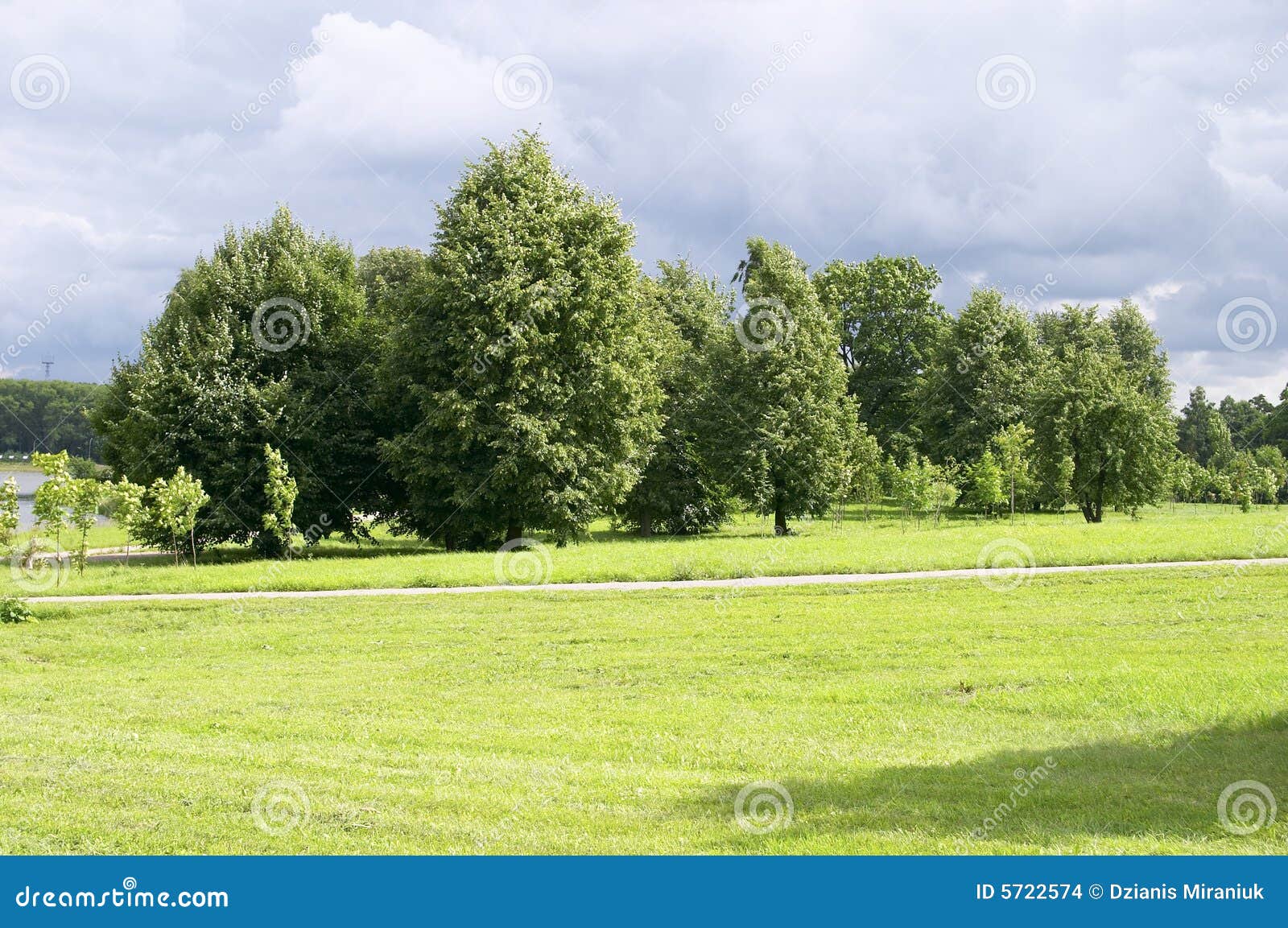 Green summer forest stock photo. Image of leaf, morning - 5722574
