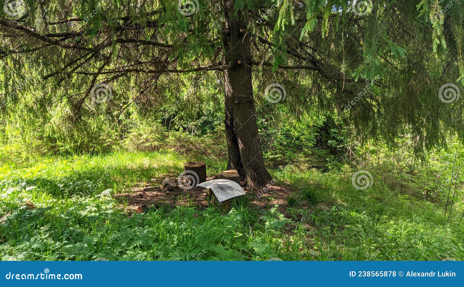 Green Summer Forest. Great Colors Stock Photo - Image of meadow, nature ...