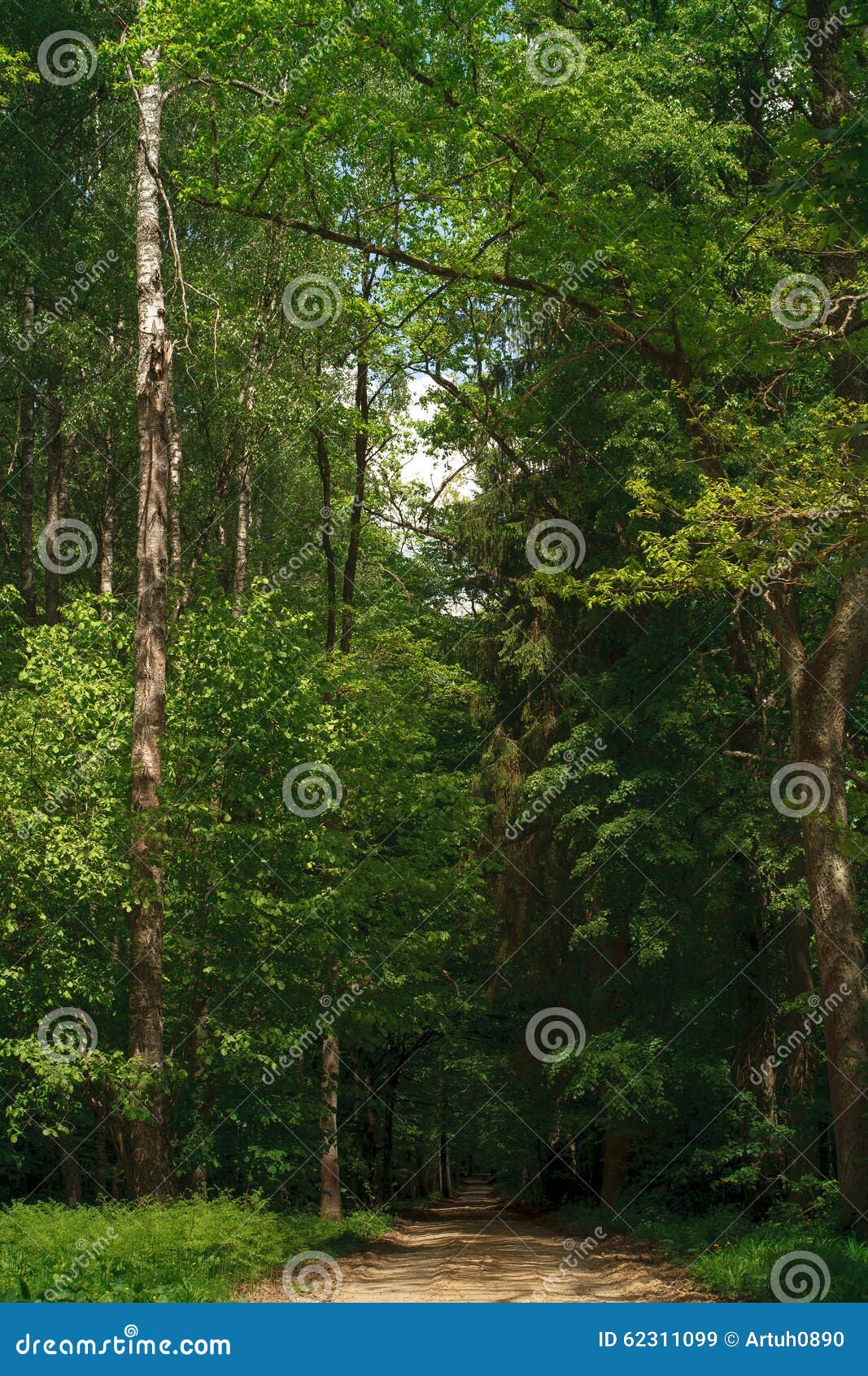 Green summer forest stock image. Image of leaf, outdoors - 62311099