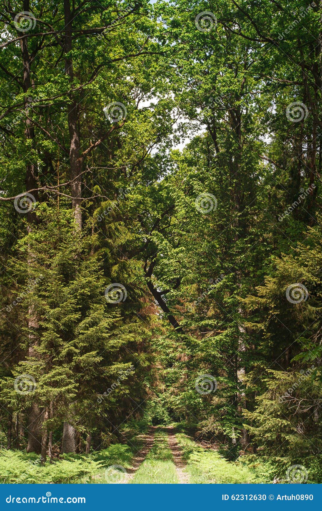 Green summer forest stock photo. Image of nature, grass - 62312630