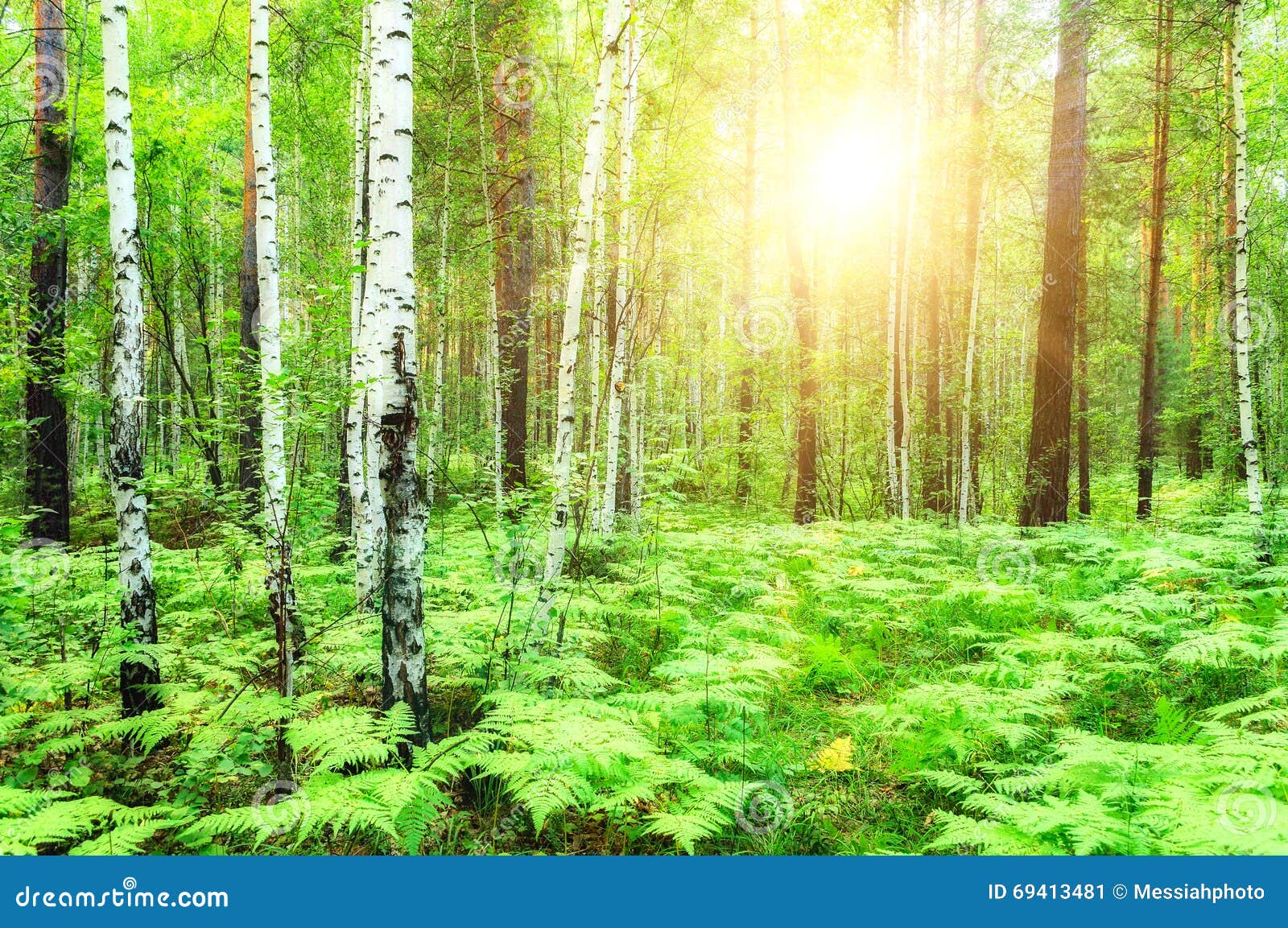 Green Summer Forest at the Sunset Stock Image - Image of green, growing ...