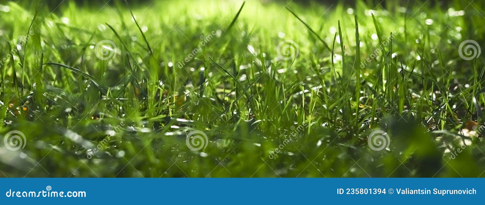 Green Summer Grass Background. Banner for Web Site Header Stock Photo ...