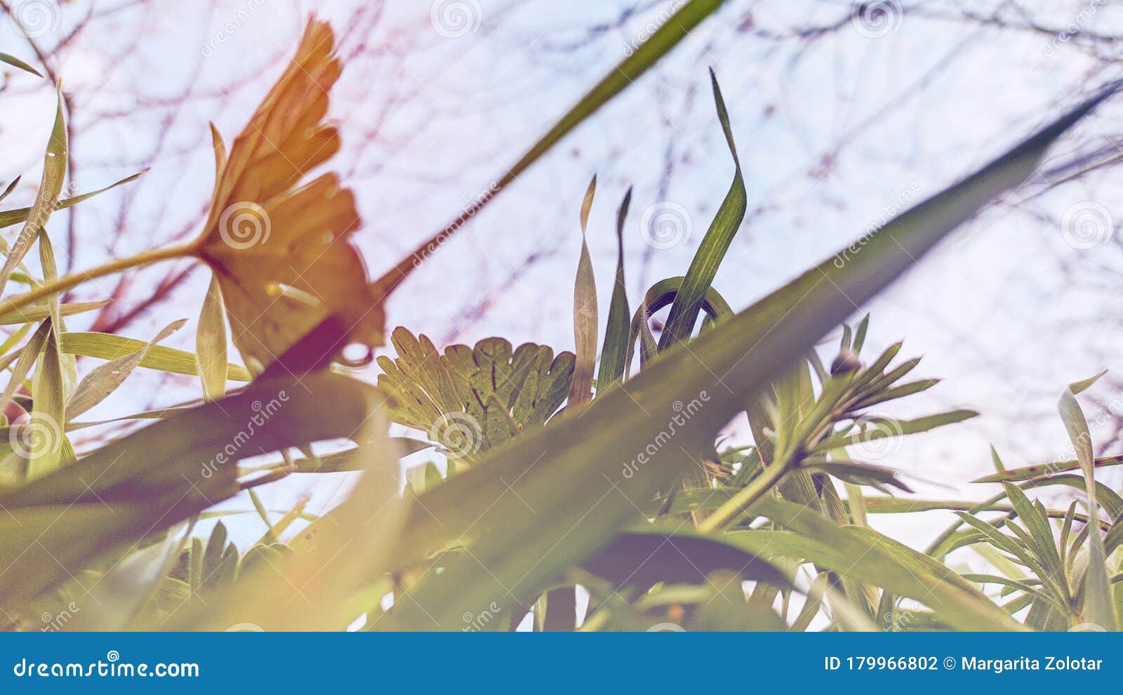 Green Summer Grass Bottom View on Sky and Sun. Morning Dew on Grass at ...
